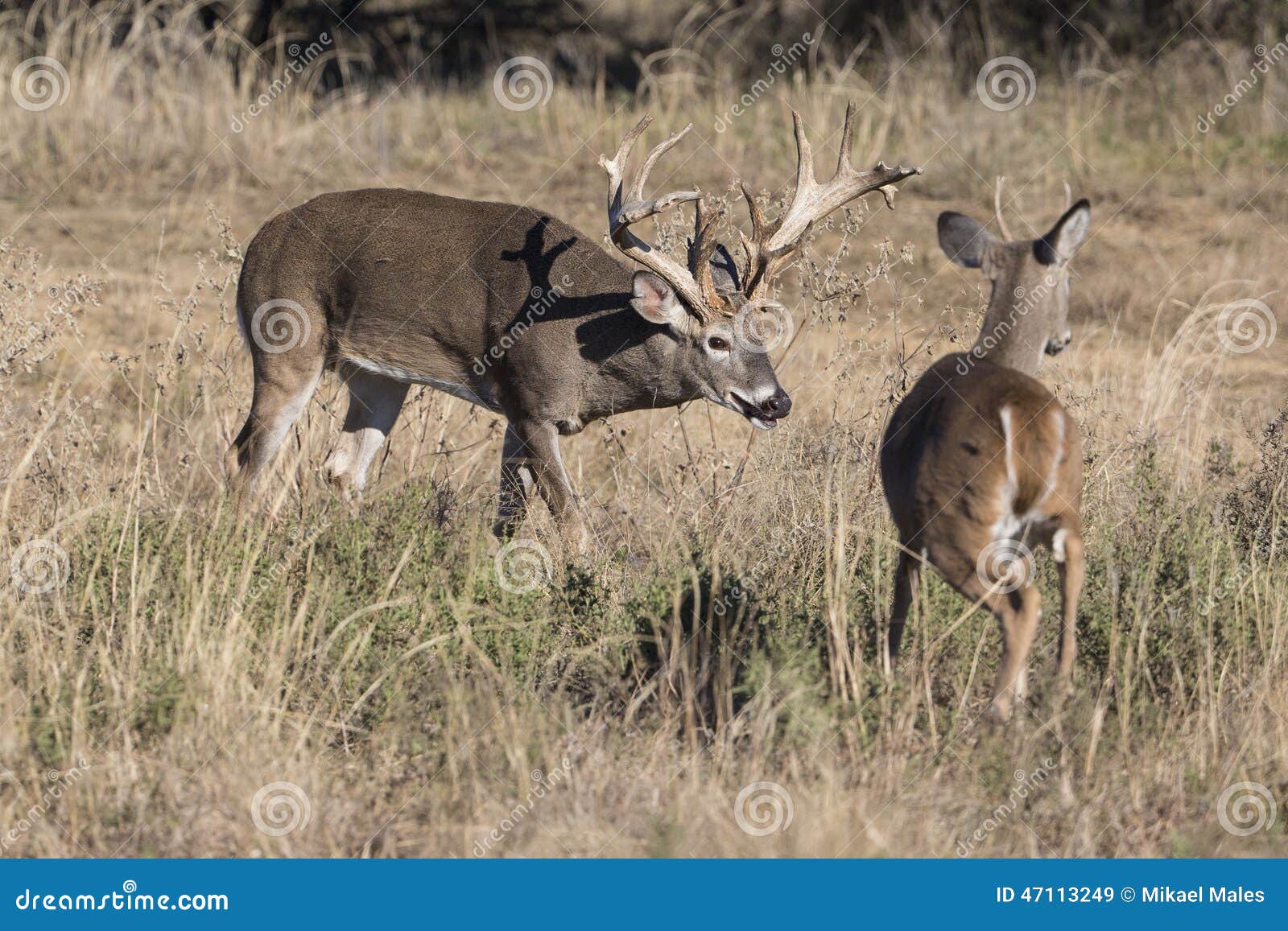 Non-typical Whitetail Buck Running Off Spike Yearling Stock Image ...
