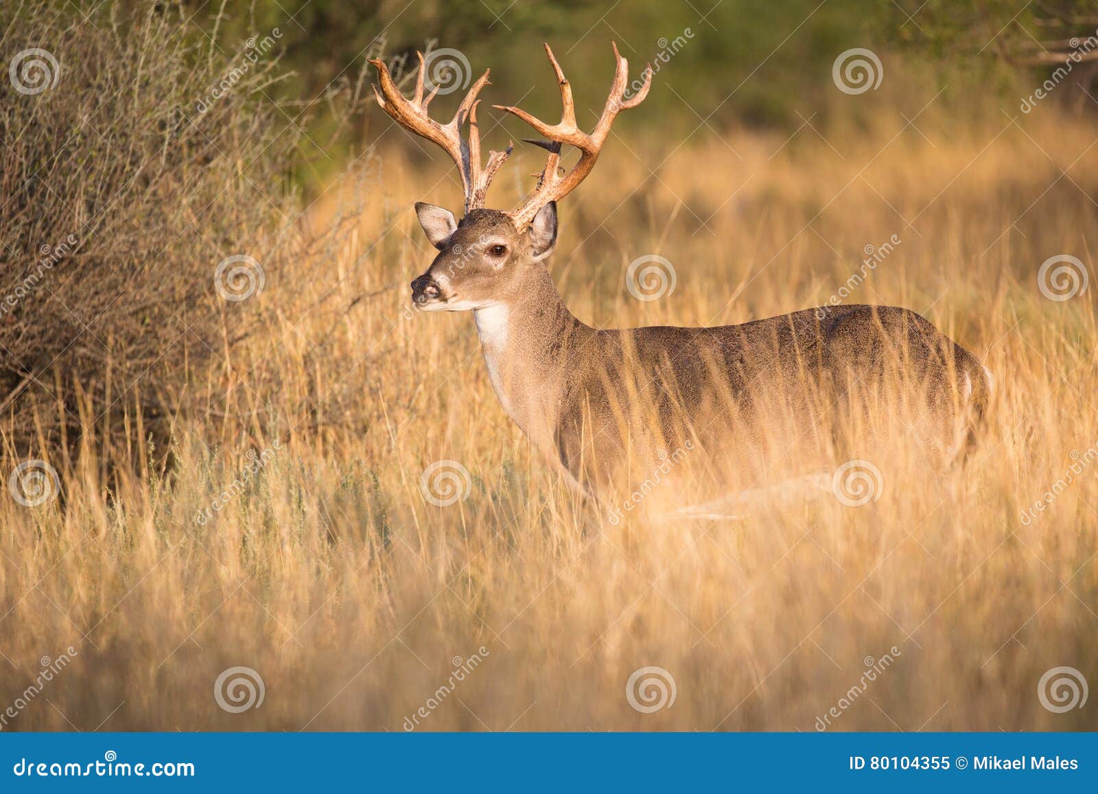 Non-typical whitetail buck stock image. Image of typical - 80104355