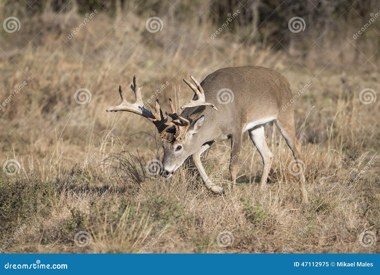 Non Typical Whitetail Buck on Trail of Doe Stock Image - Image of ...