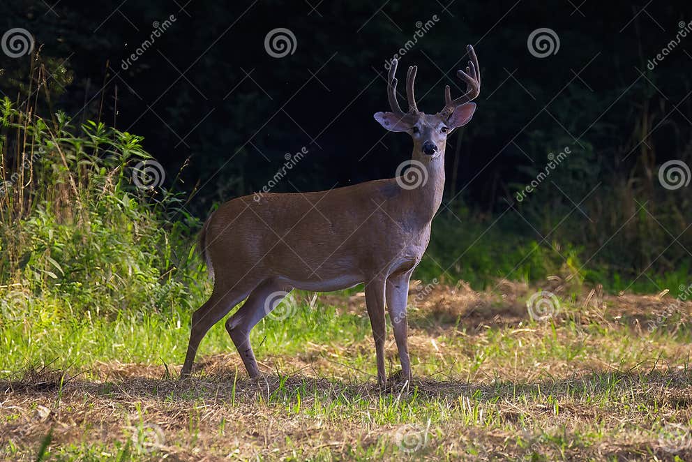Non typical whitetail deer stock image. Image of wildlife - 253000987