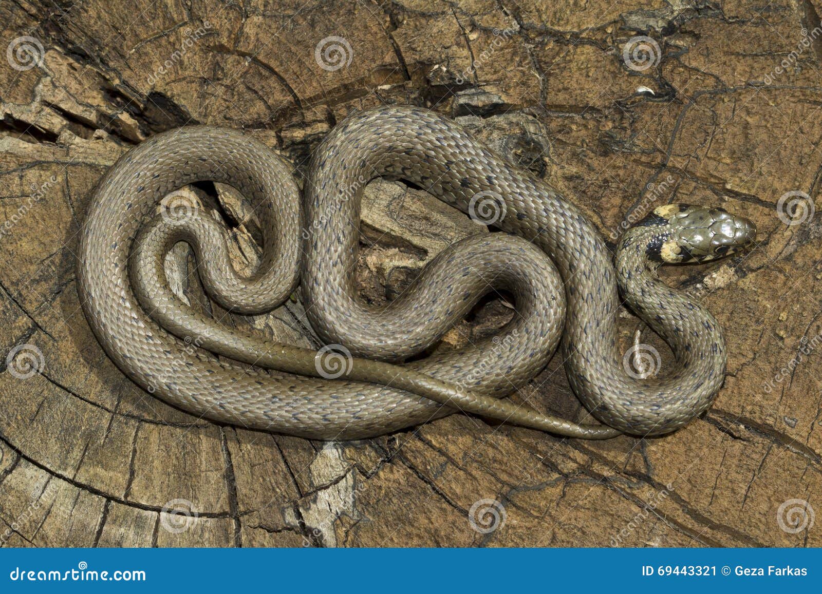 Venomous Water Moccasin Snake Royalty-Free Stock Photo | CartoonDealer ...