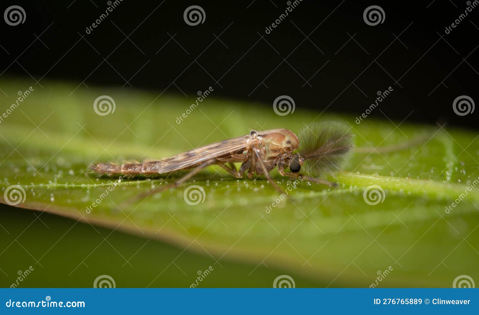 Nonbiting Midge Lake Fly stock image. Image of midge - 276765889