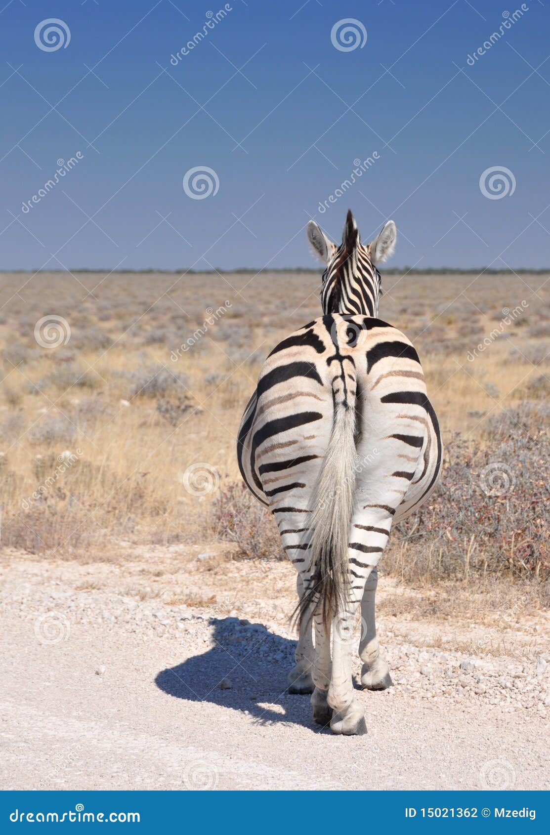 The nonchalant zebra stock photo. Image of national, animal - 15021362