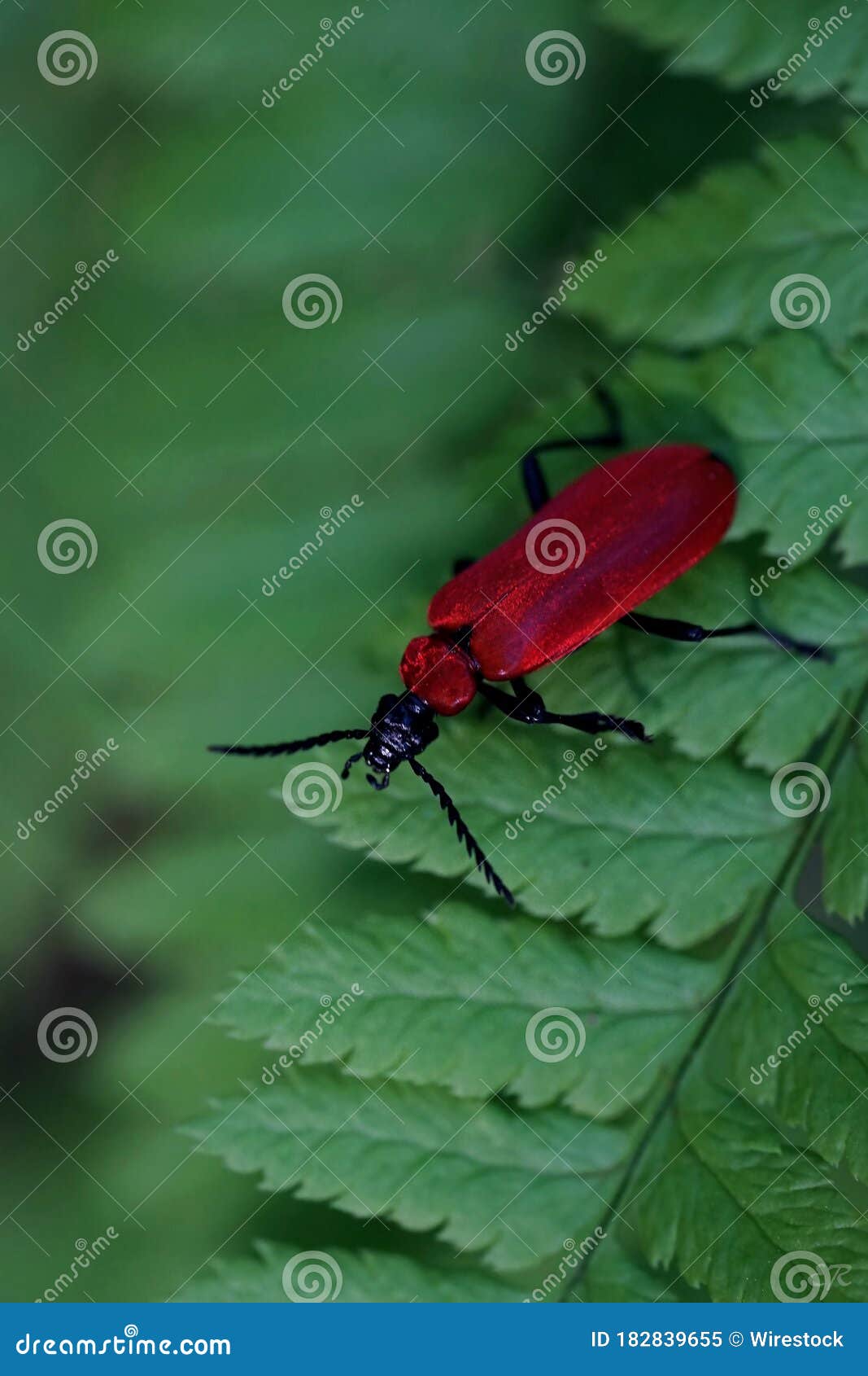 The nondescript stock image. Image of mobilewallpapers - 182839655