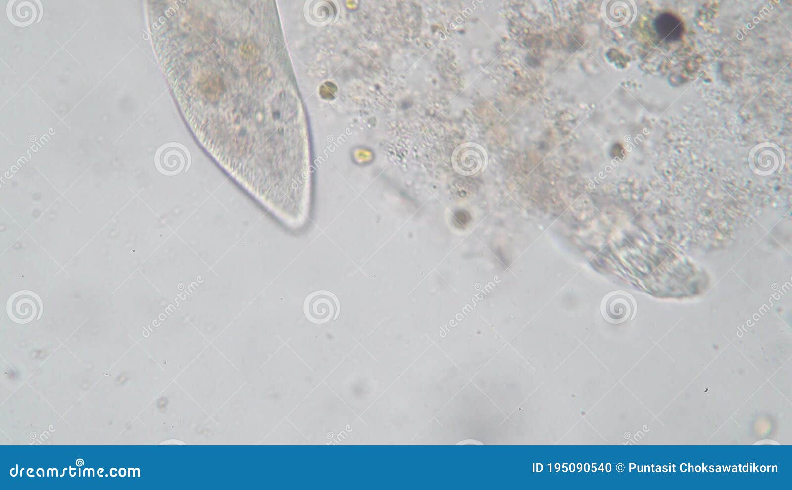 Ectoplasm Filmati Stock – 30 Ectoplasm Video Stock - Dreamstime