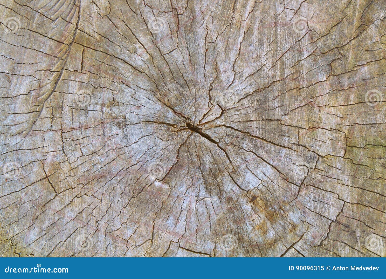 Stub Of Aged Tree Royalty-Free Stock Photo | CartoonDealer.com #44595789
