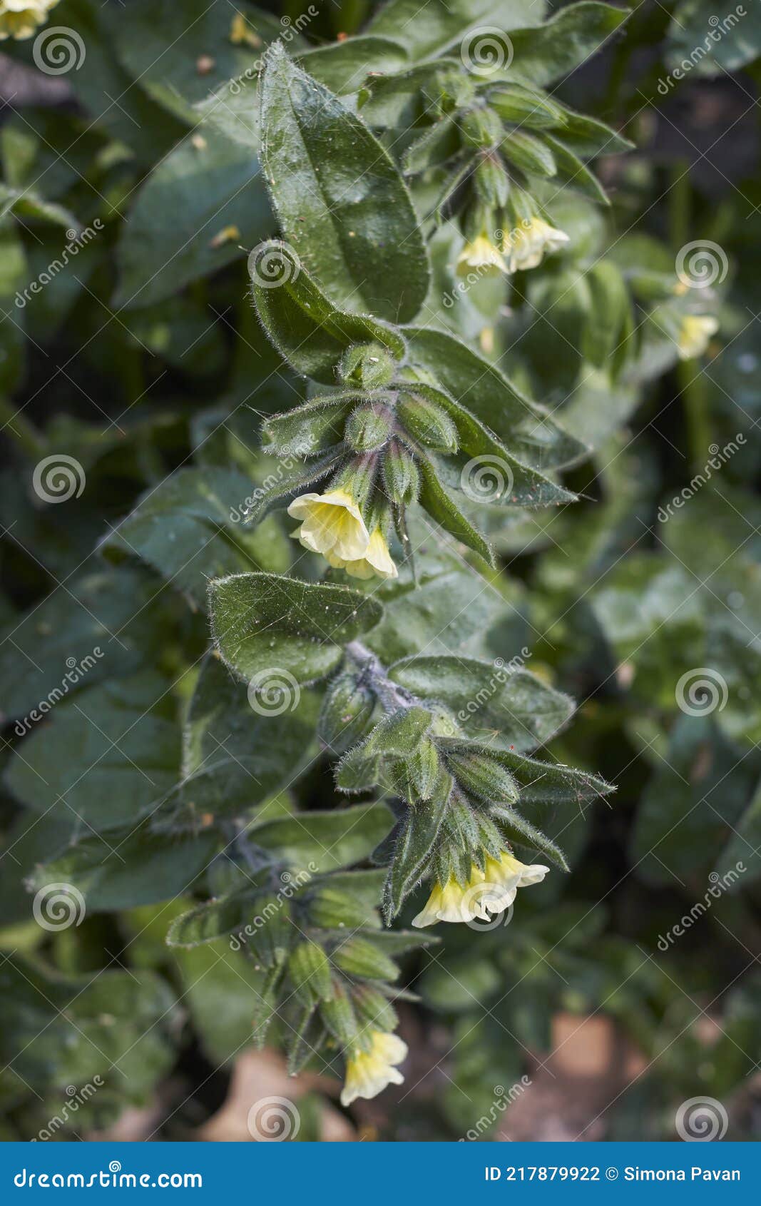 Nonea lutea in bloom stock photo. Image of garden, green - 217879922