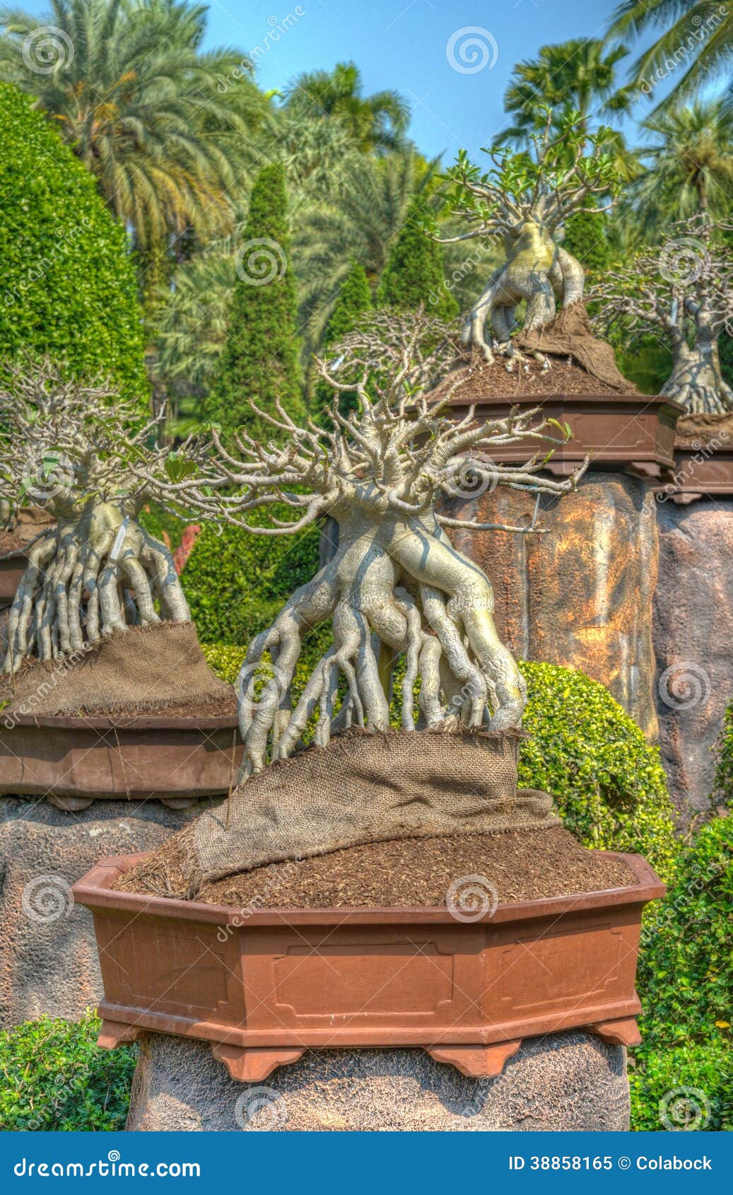 Nong Nooch Tropical Park stock image. Image of palm, garden - 38858165