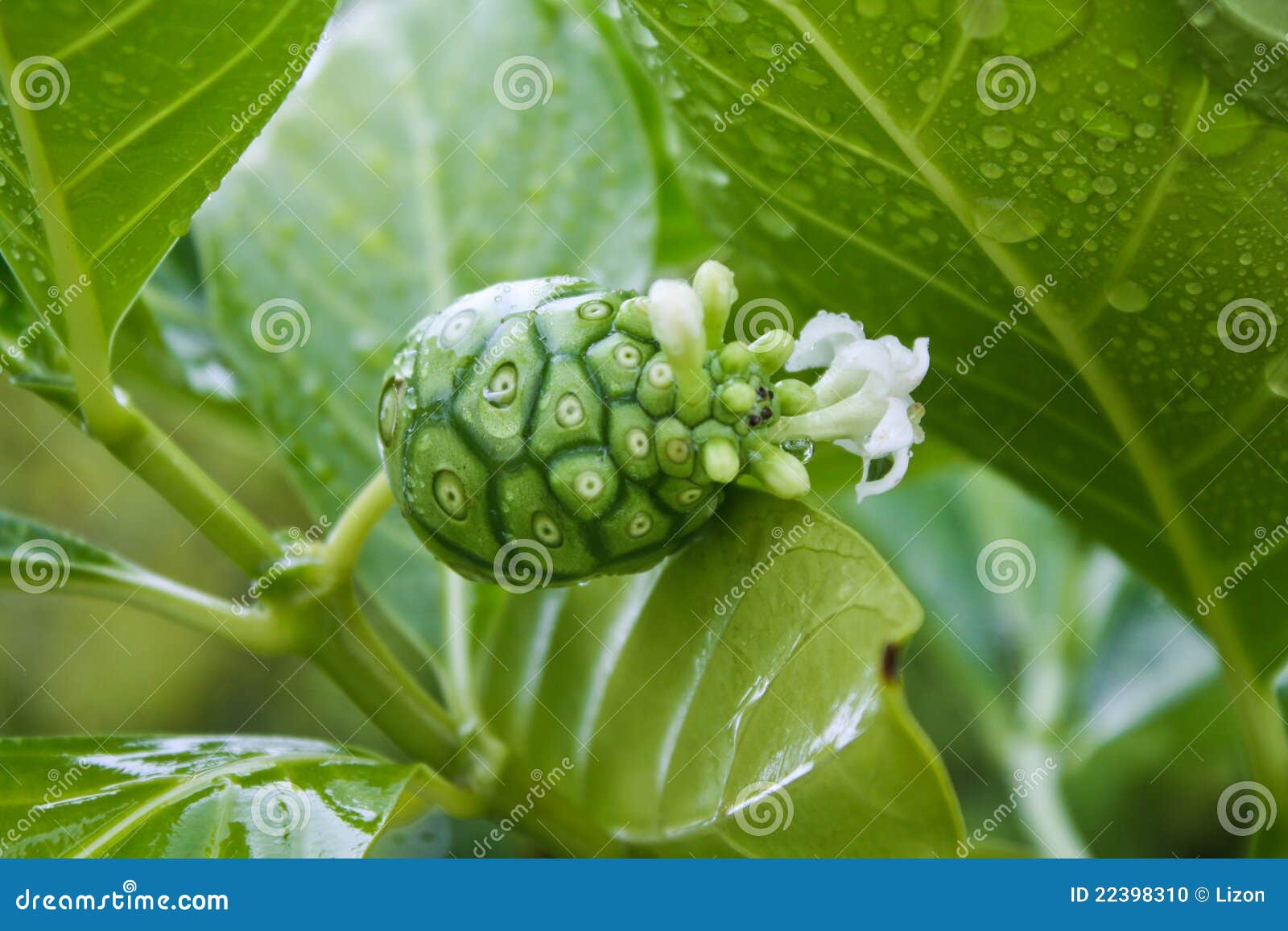 NONI stock photo. Image of flower, hanging, fruit, caribbean - 22398310