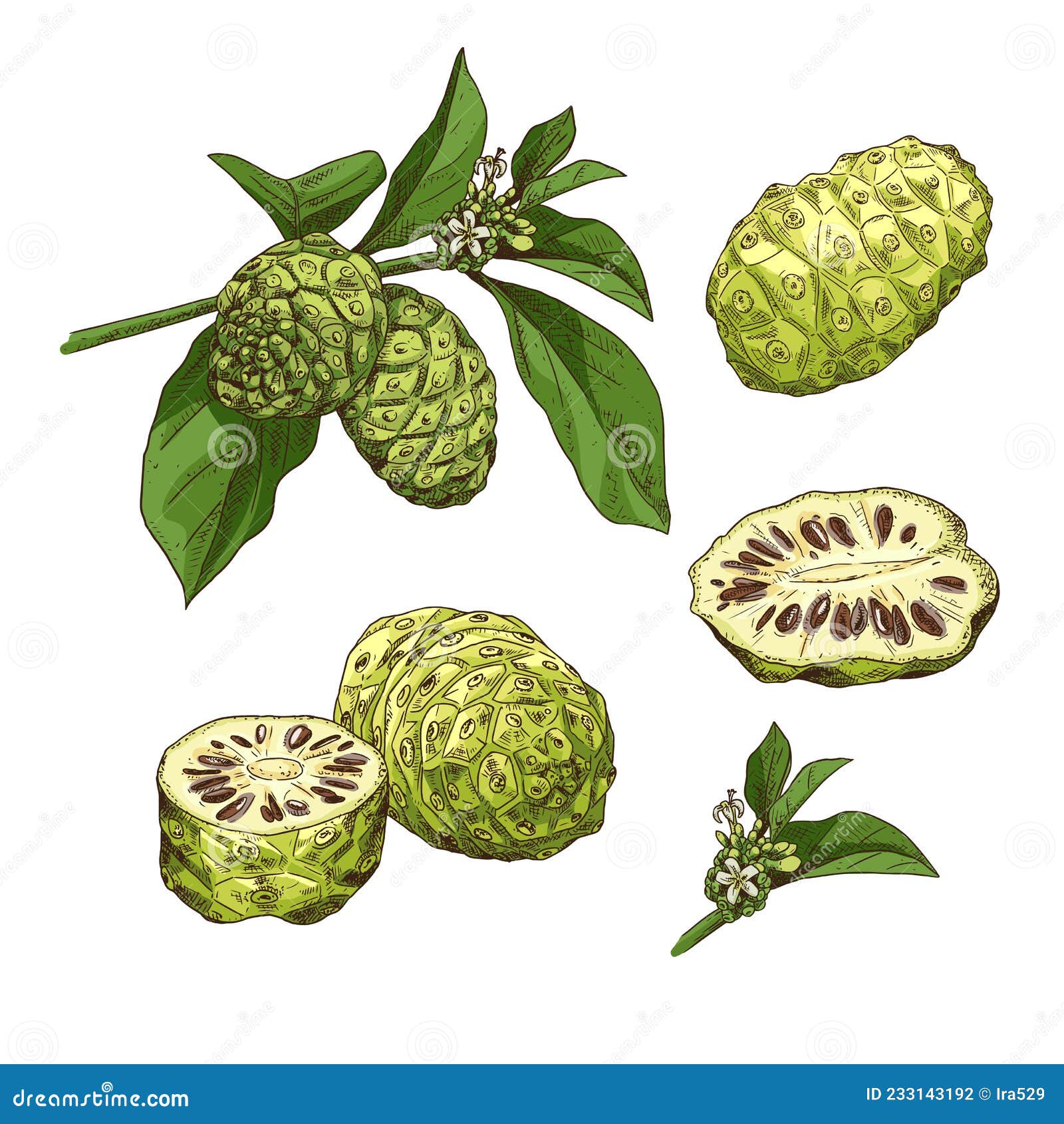 Hand Drawn Colorful Noni Stock Illustrations – 20 Hand Drawn Colorful ...
