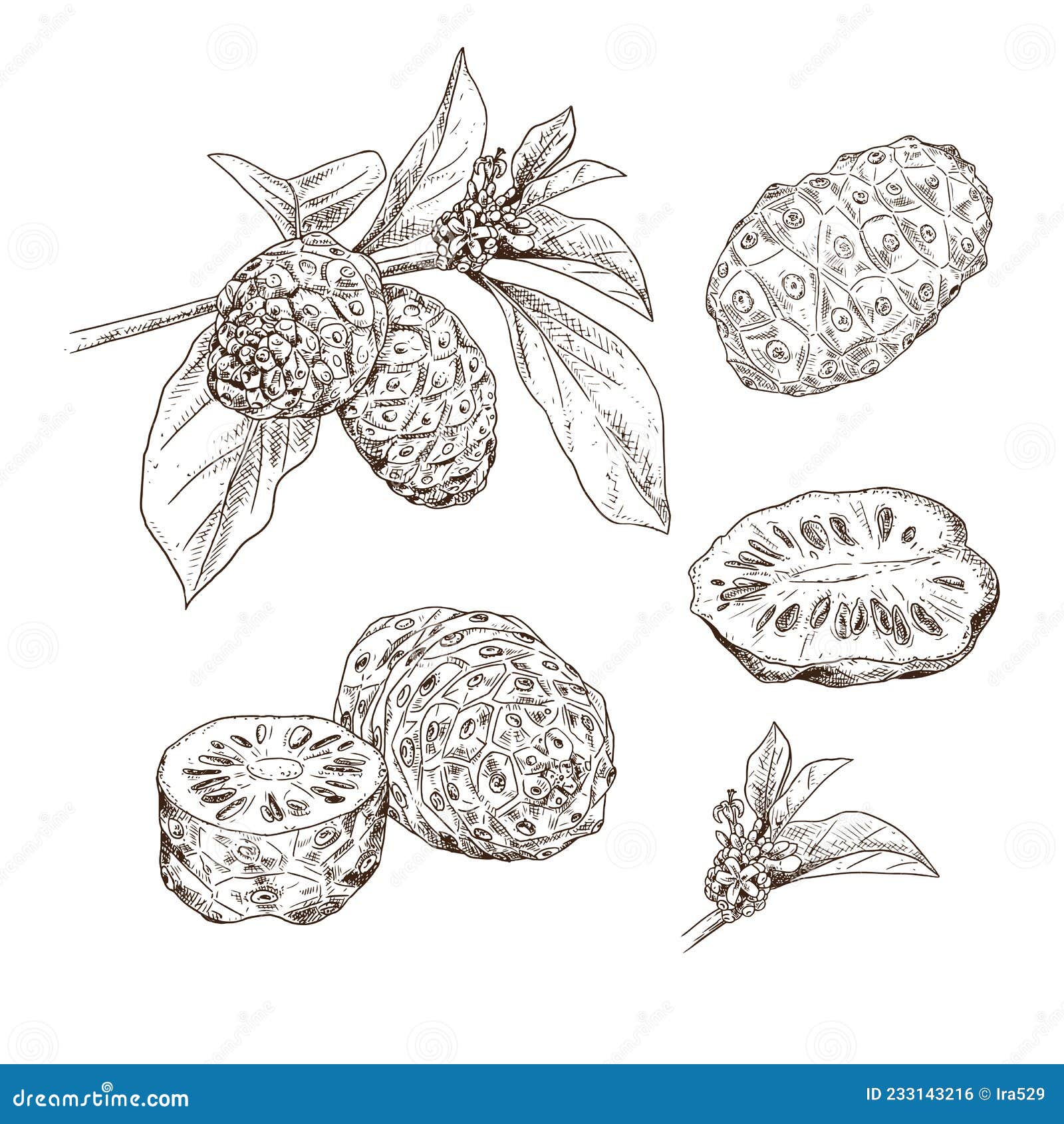 Hand Drawn Noni. Set Sketches with Cut Noni, Branch and Flower Stock ...