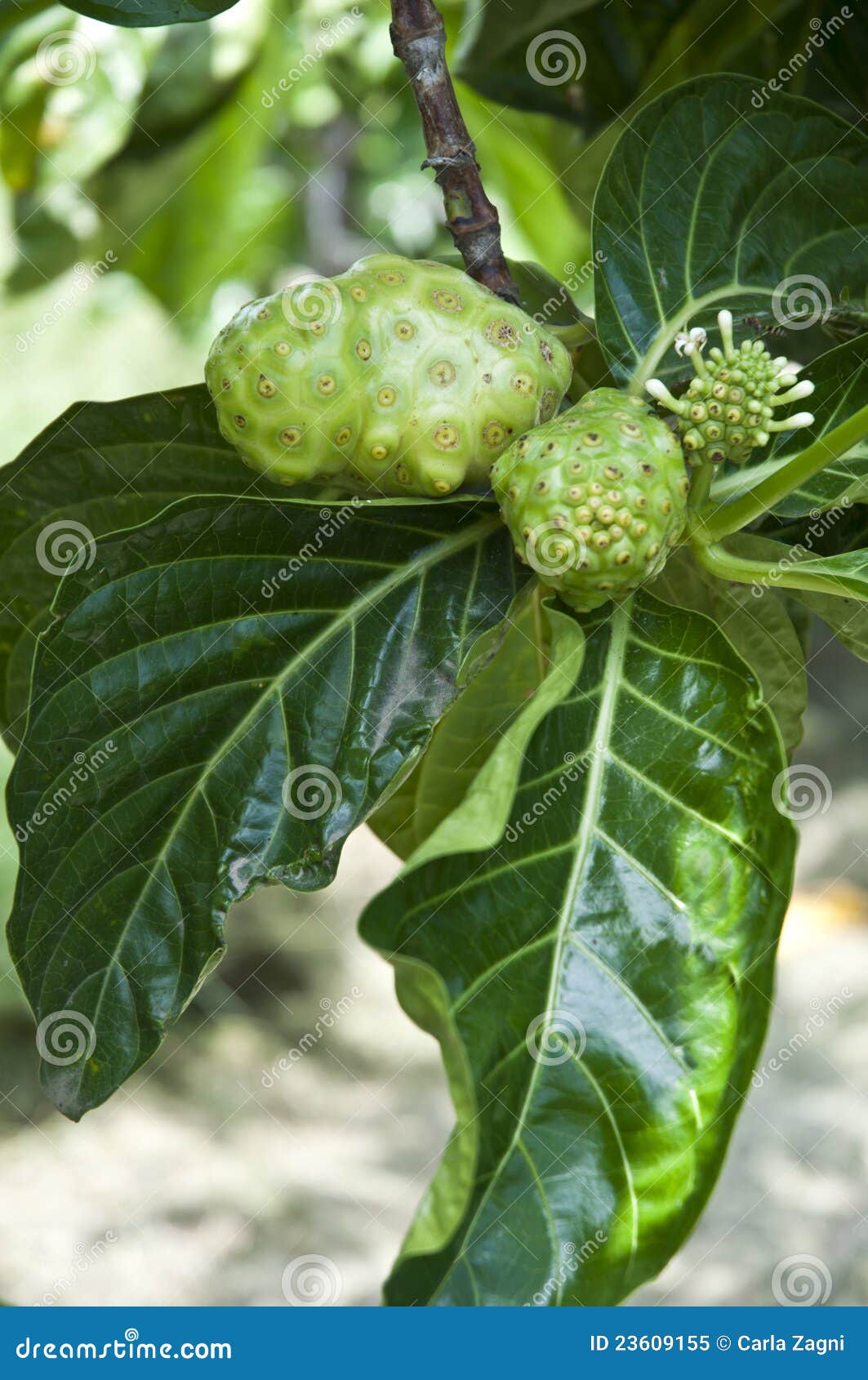Noni stock image. Image of nutrition, medicine, natural - 23609155