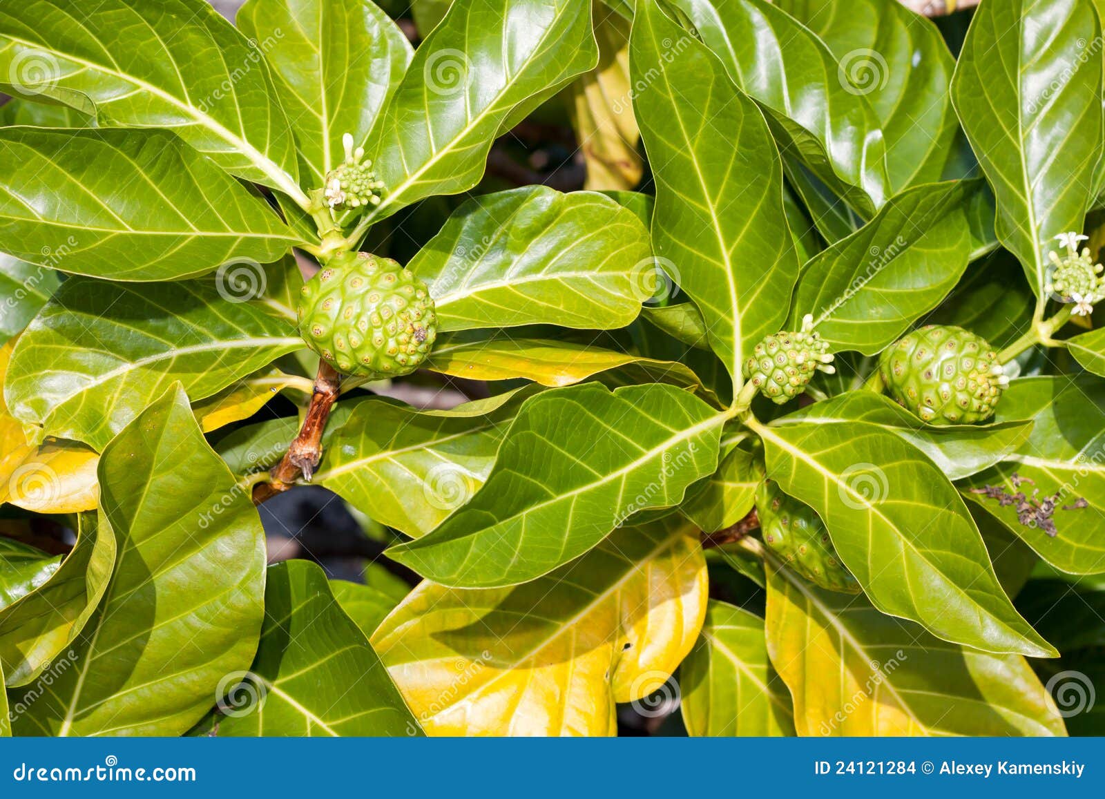 Noni stock photo. Image of ripe, ingredient, green, nutrients - 24121284