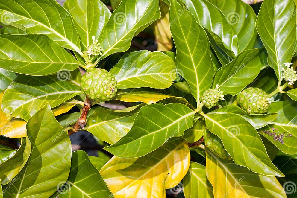 Noni stock photo. Image of ripe, ingredient, green, nutrients - 24121284