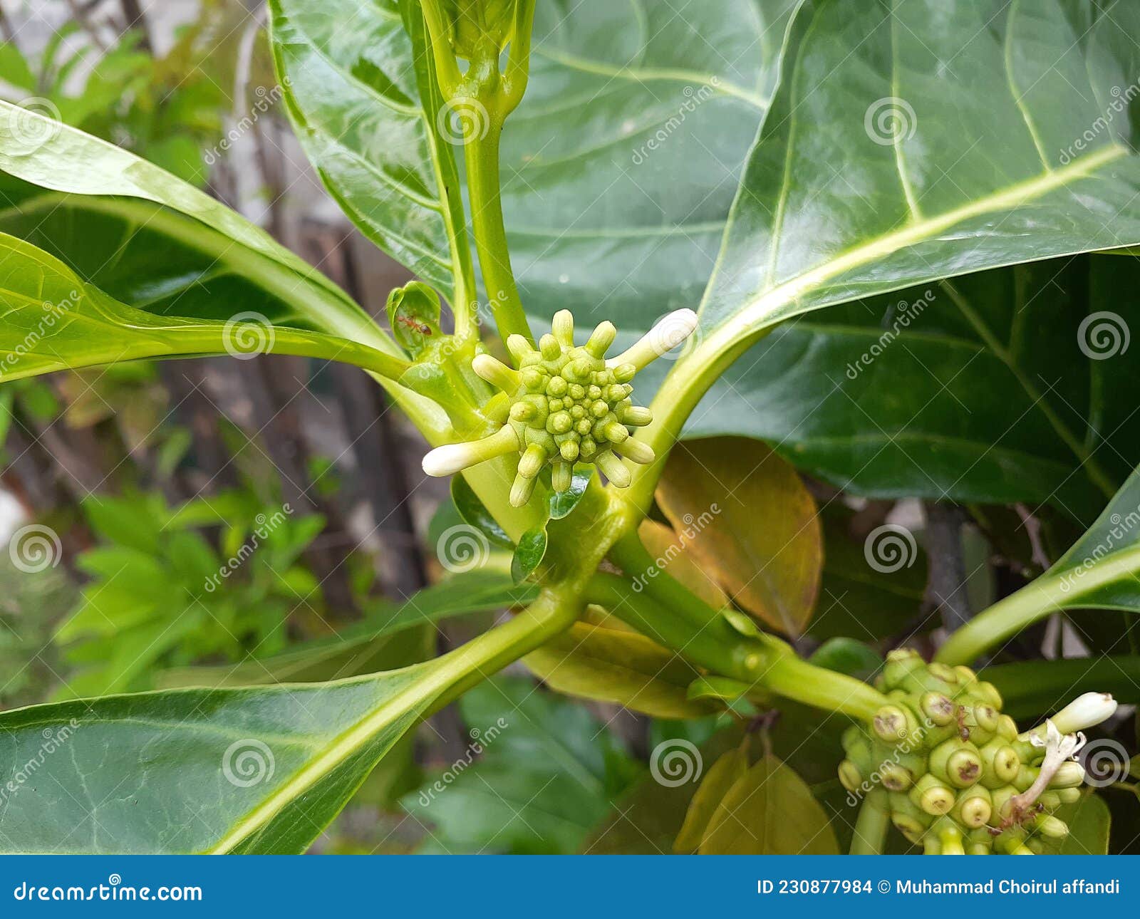 Noni Flower that Wants To Bloom Stock Photo - Image of plant, flower ...