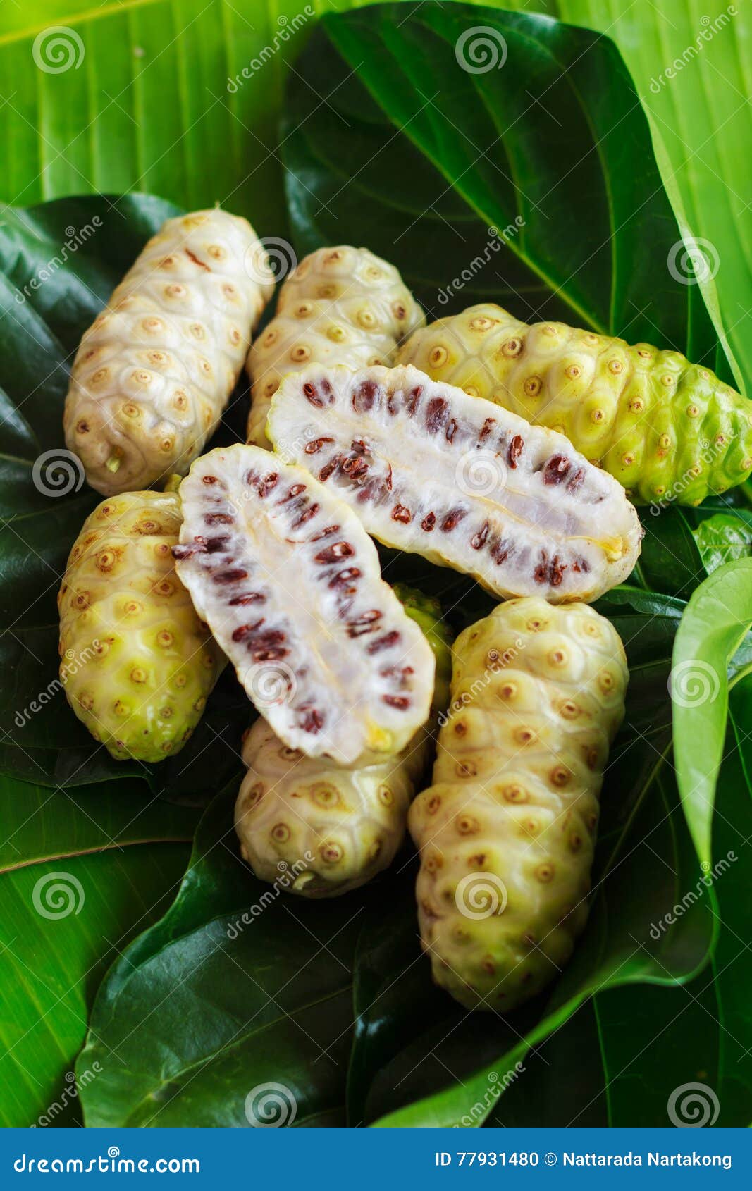 Noni stock photo. Image of noni, indian, white, ingredient - 77931480