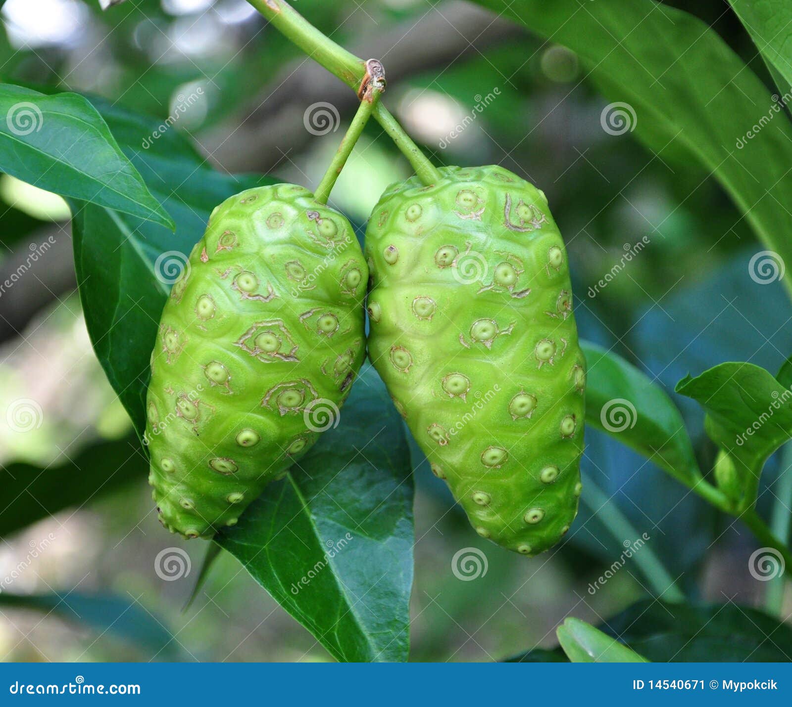 Noni fruit stock image. Image of morinda, nature, noni - 14540671