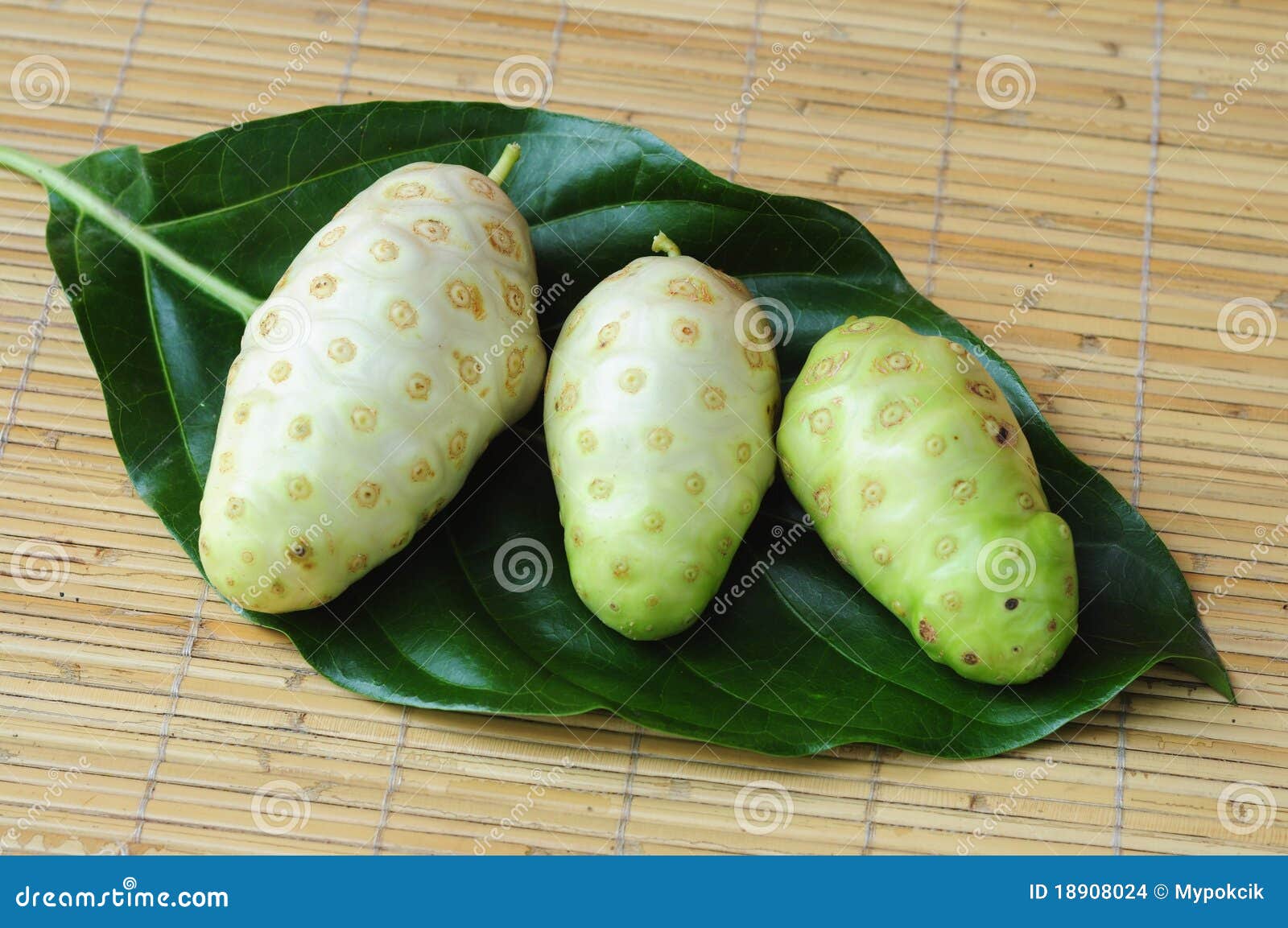 Noni fruit stock photo. Image of nature, morinda, ingredient - 18908024