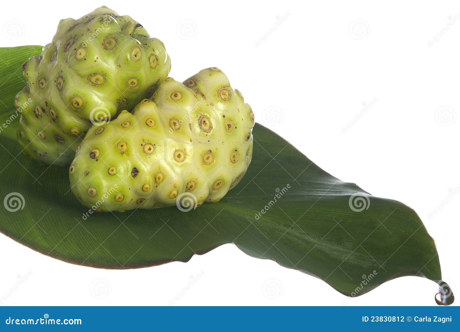 Noni fruit stock photo. Image of isolated, juicy, sweet - 23830812