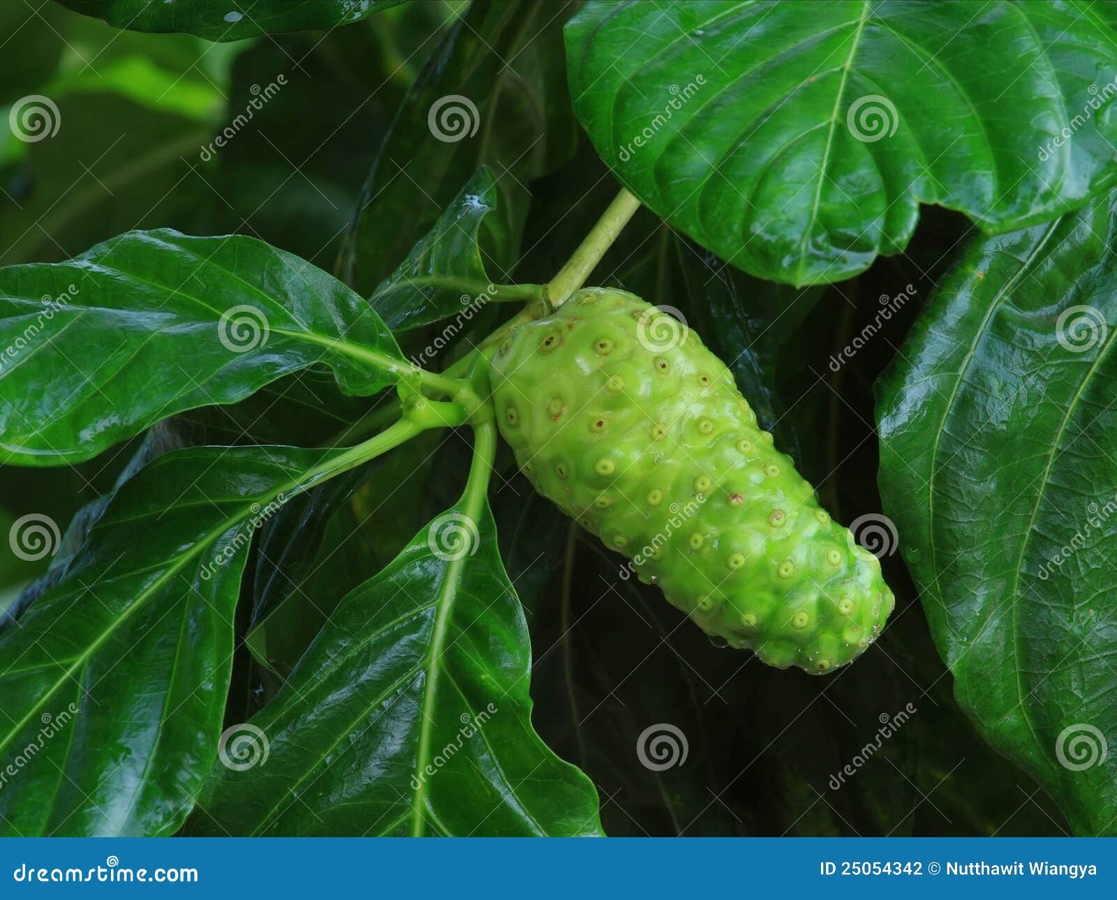 Noni fruit stock photo. Image of citrifolia, organic - 25054342
