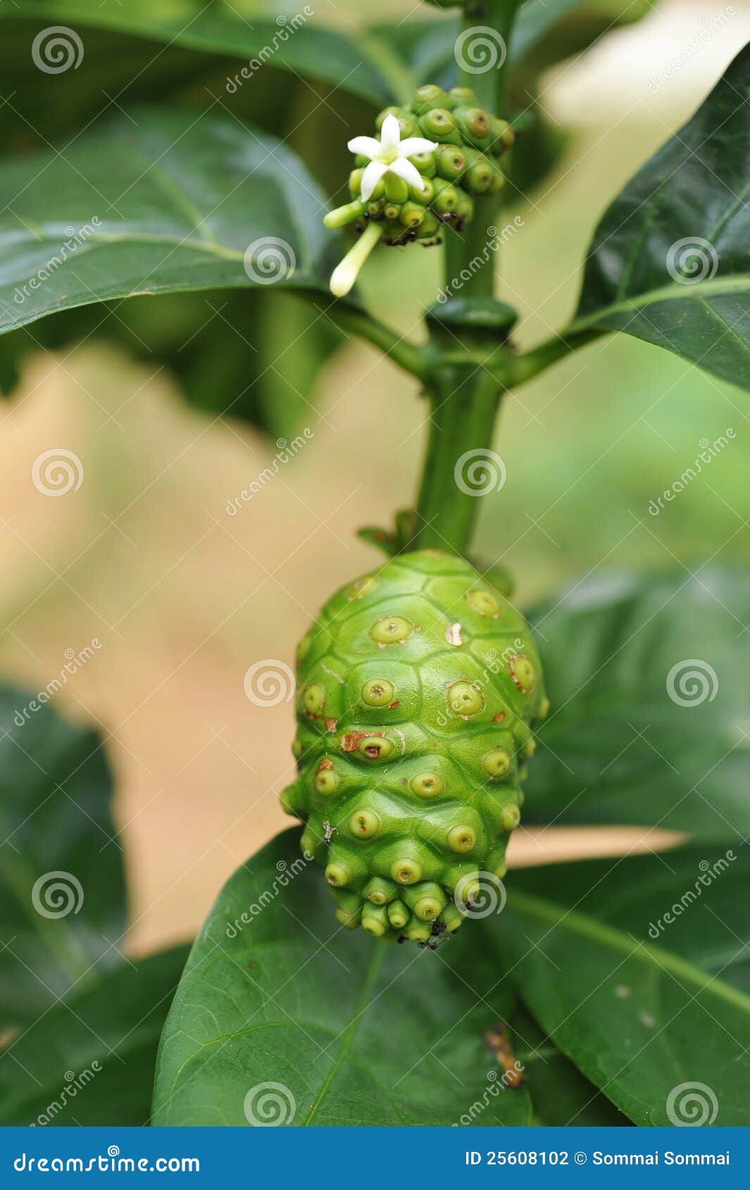 Noni fruit stock photo. Image of leaf, nature, food, tree - 25608102