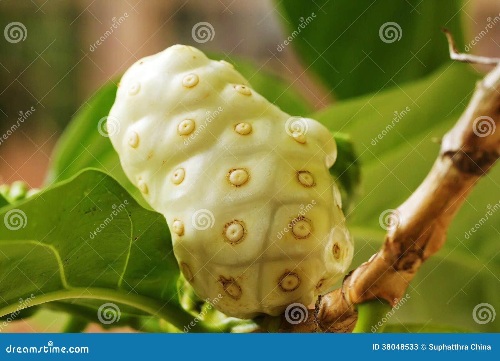 Noni Fruit stock image. Image of juice, health, noni - 38048533