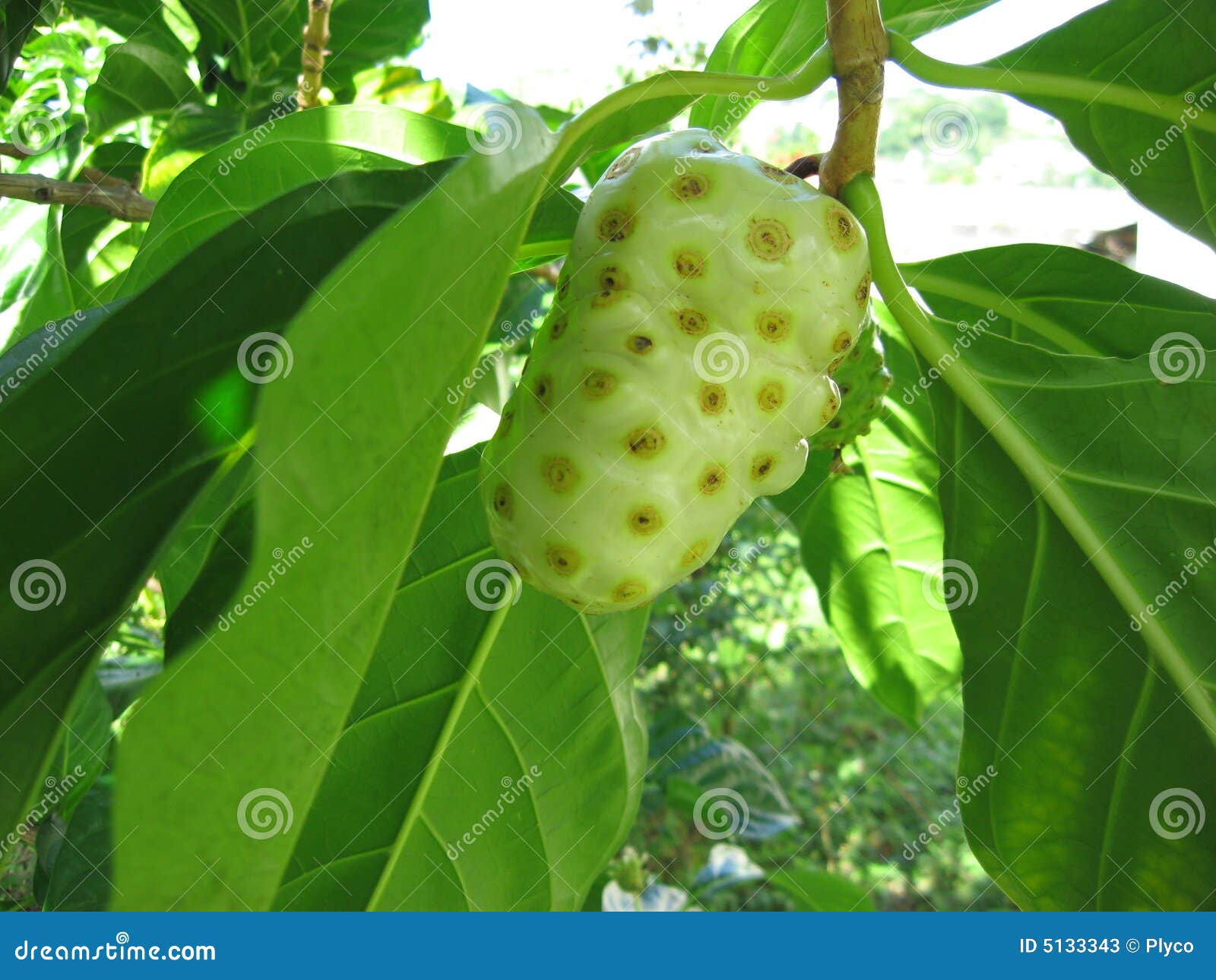 Noni Fruit stock image. Image of citrifolia, noni, leaves - 5133343
