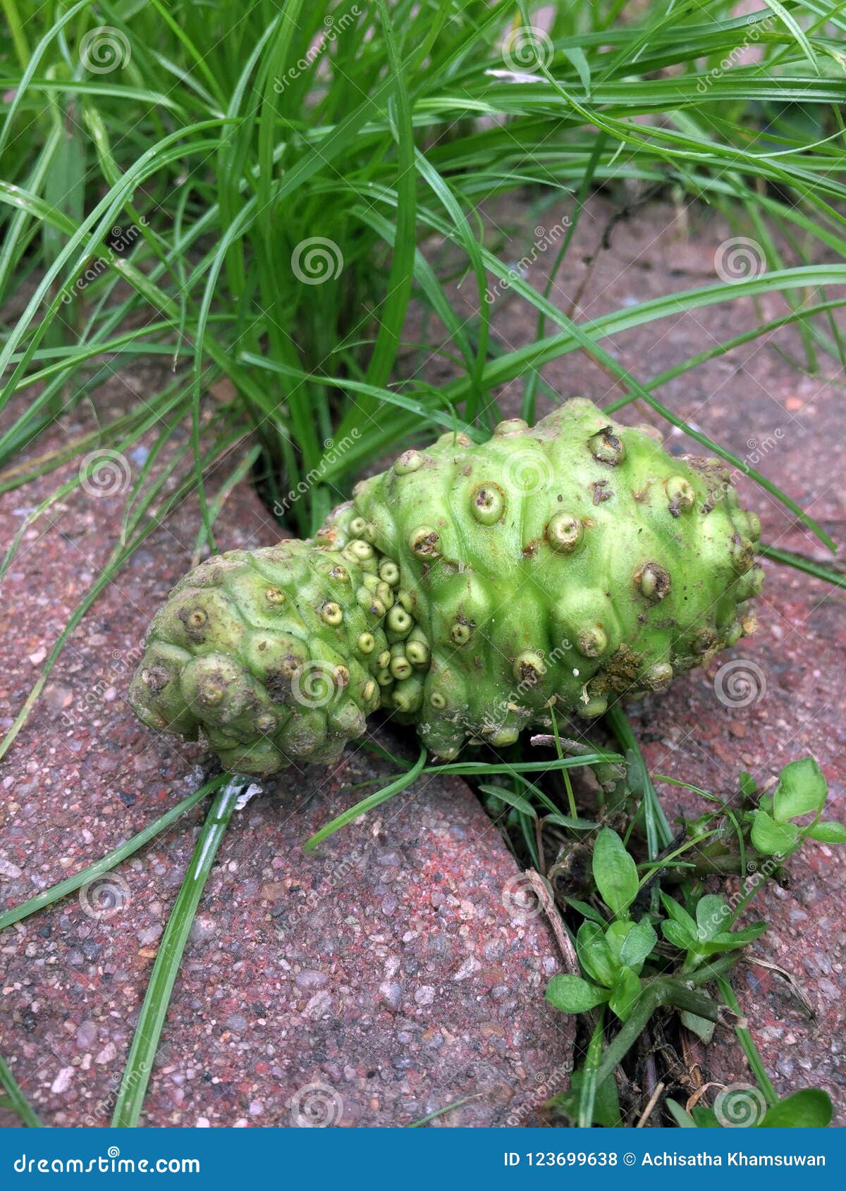 Noni Fruit Falling on the Floor. Various Medicinal Preparations are ...