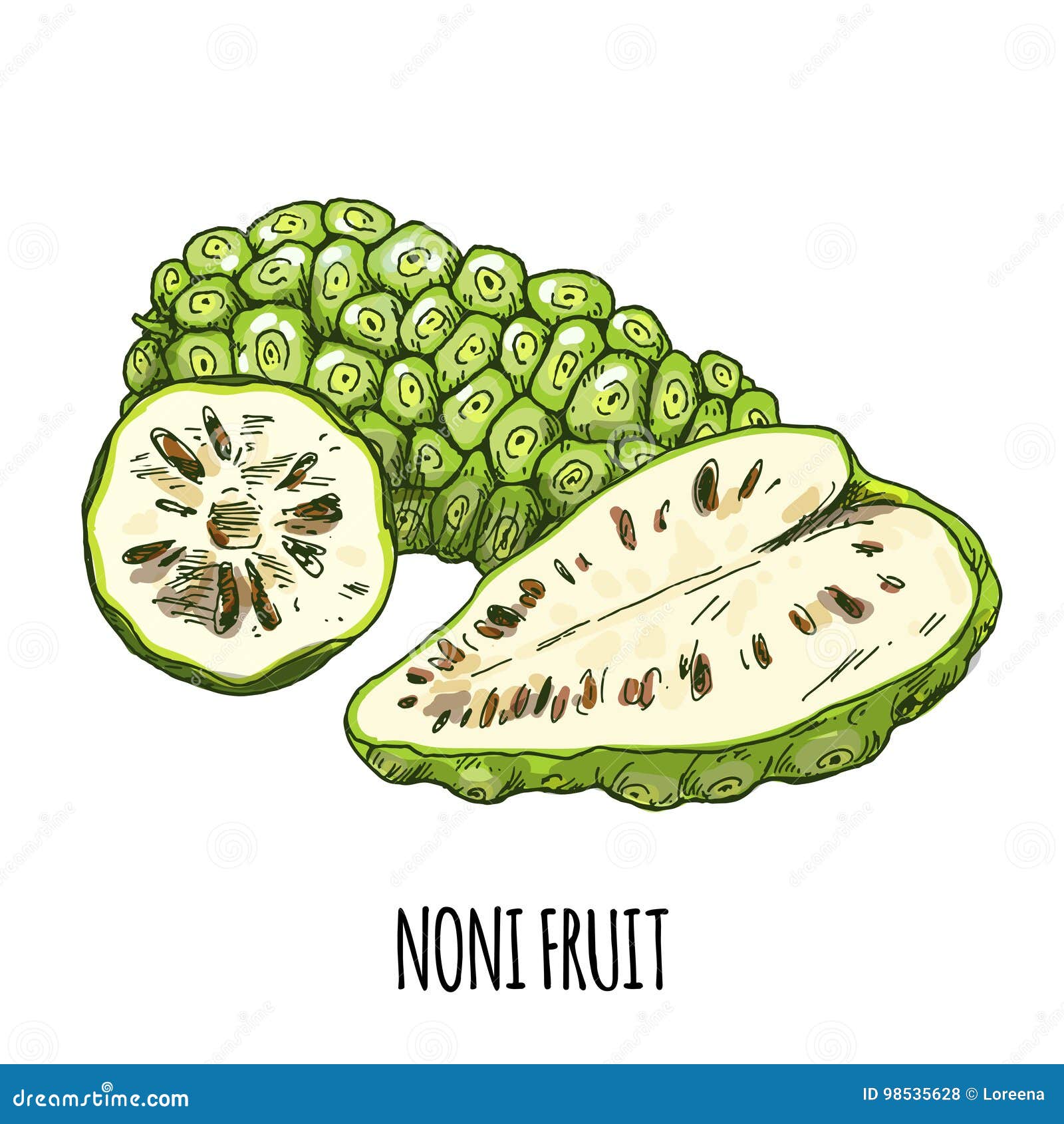 Noni Fruit, Full Color Realistic Hand Drawn Vector. Stock Vector ...