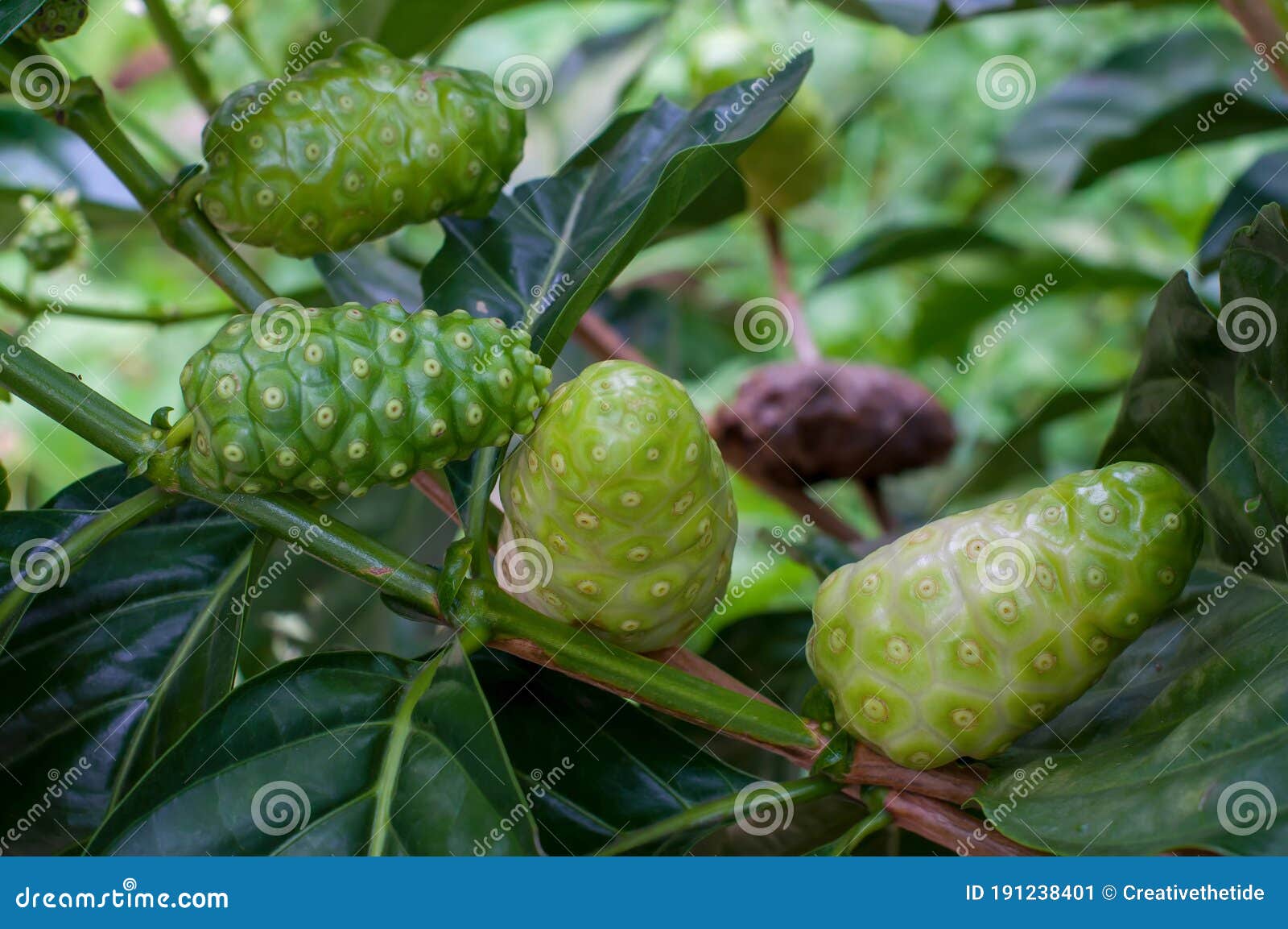 Noni Fruit or Morinda Citrifolia on Tree Stock Image - Image of ...