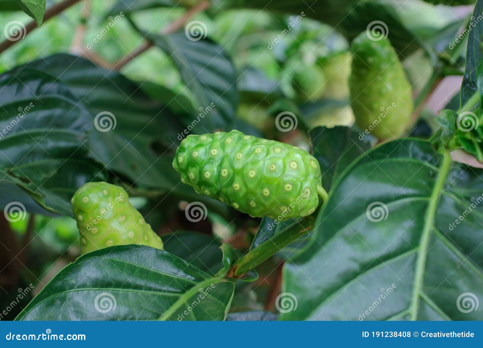 Noni Fruit or Morinda Citrifolia on Tree Stock Photo - Image of concept ...