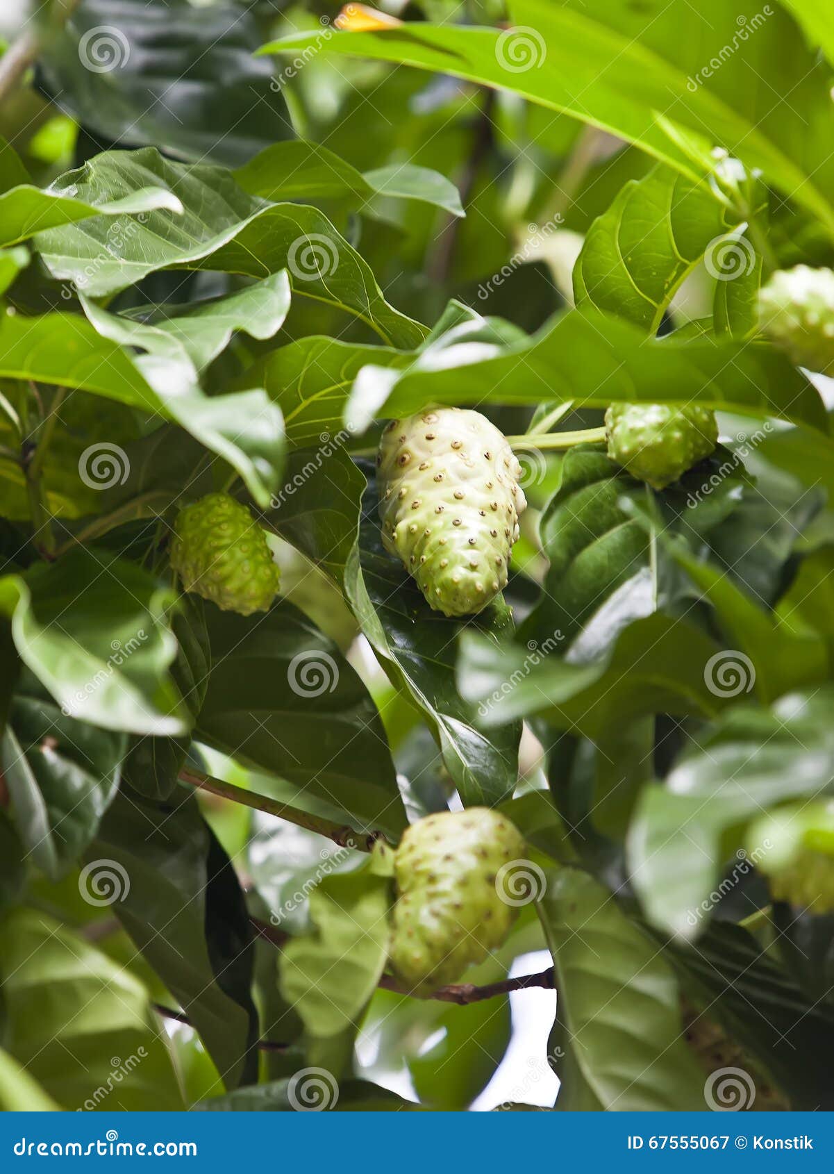Noni Fruit (Morinda Citrifolia) on the Tree Stock Image - Image of ...