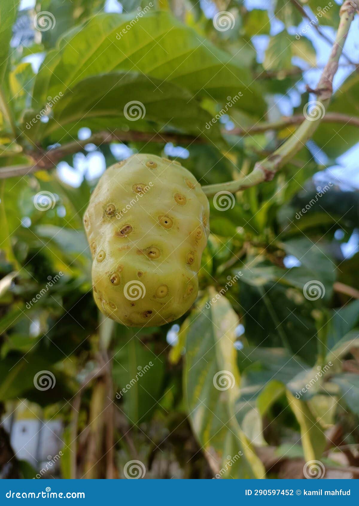 Noni Fruit Still Attached To the Tree Stock Photo - Image of attached ...