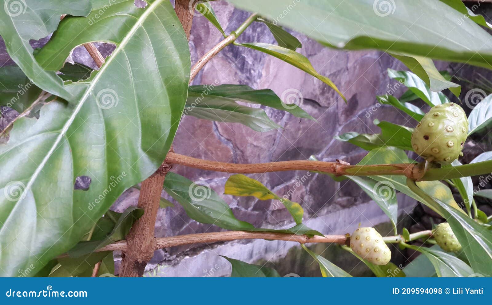 Noni Fruit Tree with a Brown Trunk with a Wall Behind it Stock Photo ...