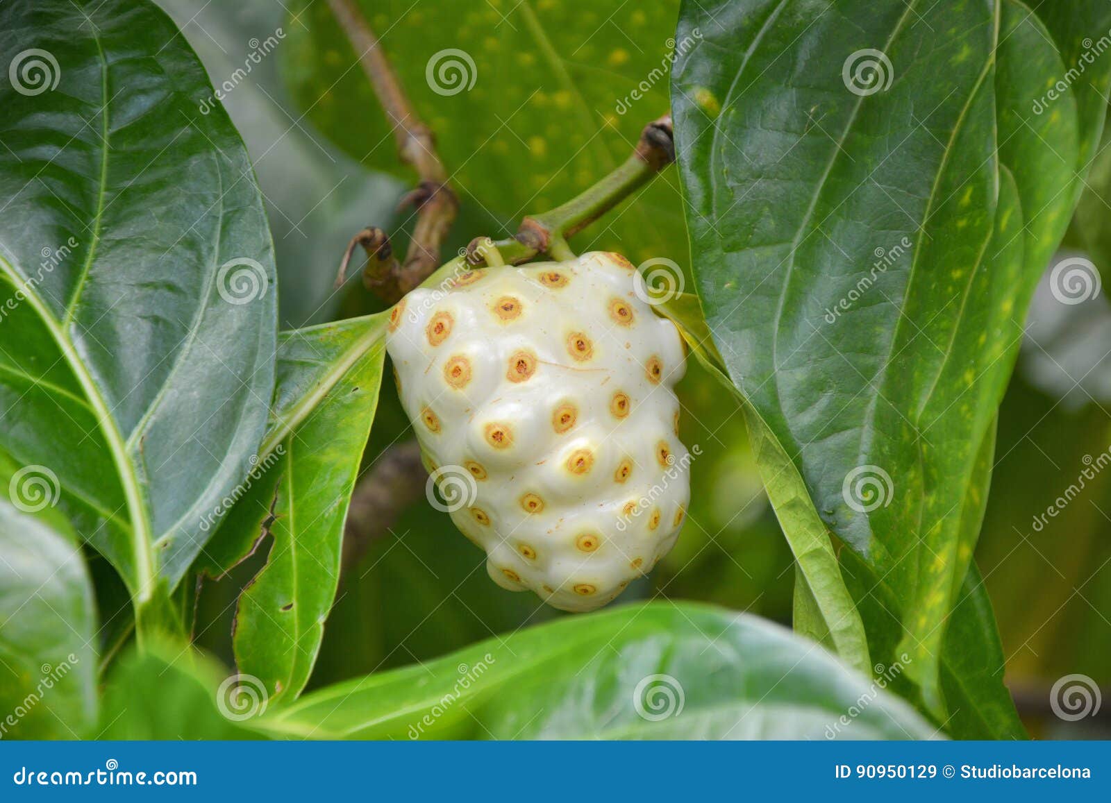 Noni fruit on tree stock image. Image of closeup, island - 90950129