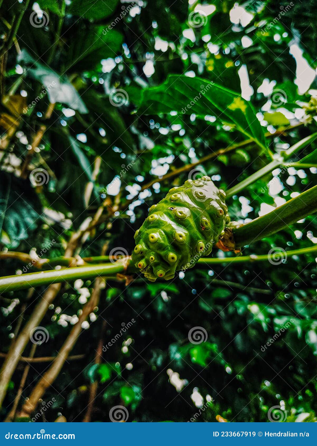 Noni Fruit with a Unique Shape and Texture. Stock Image - Image of ...