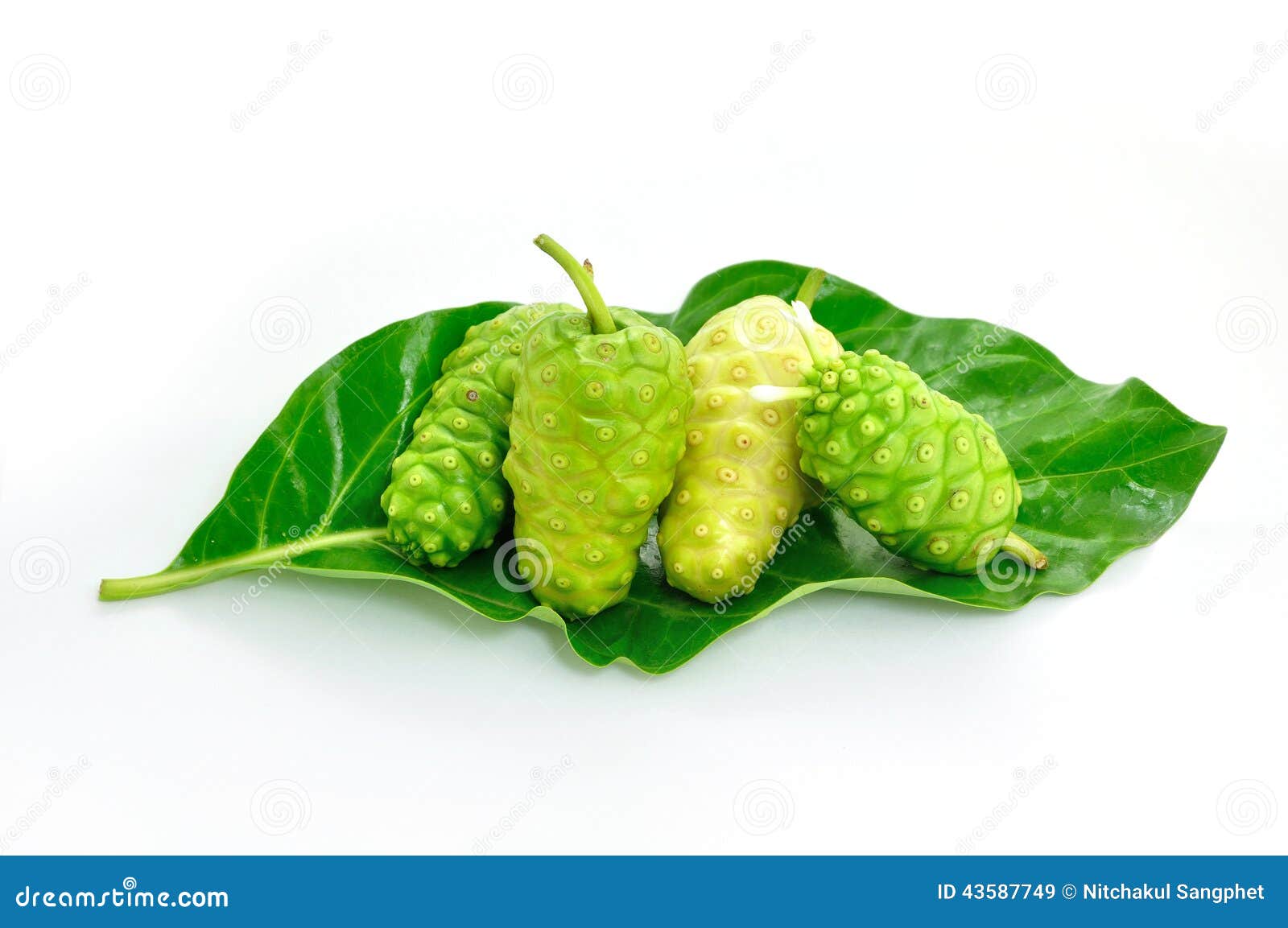 Noni herb stock image. Image of drug, great, health, indian - 43587749