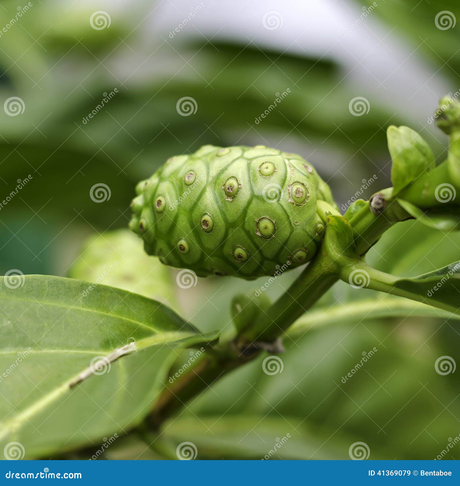Noni Indian Mulberry fruit stock image. Image of ingredient - 41369079