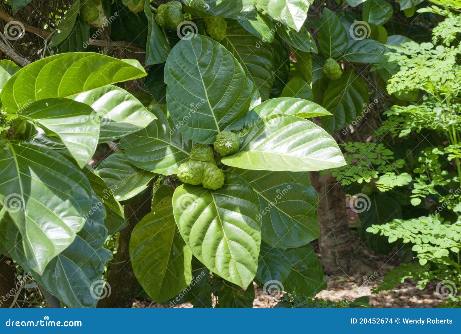 Kumudu White Flowers Stock Photos - Free & Royalty-Free Stock Photos ...