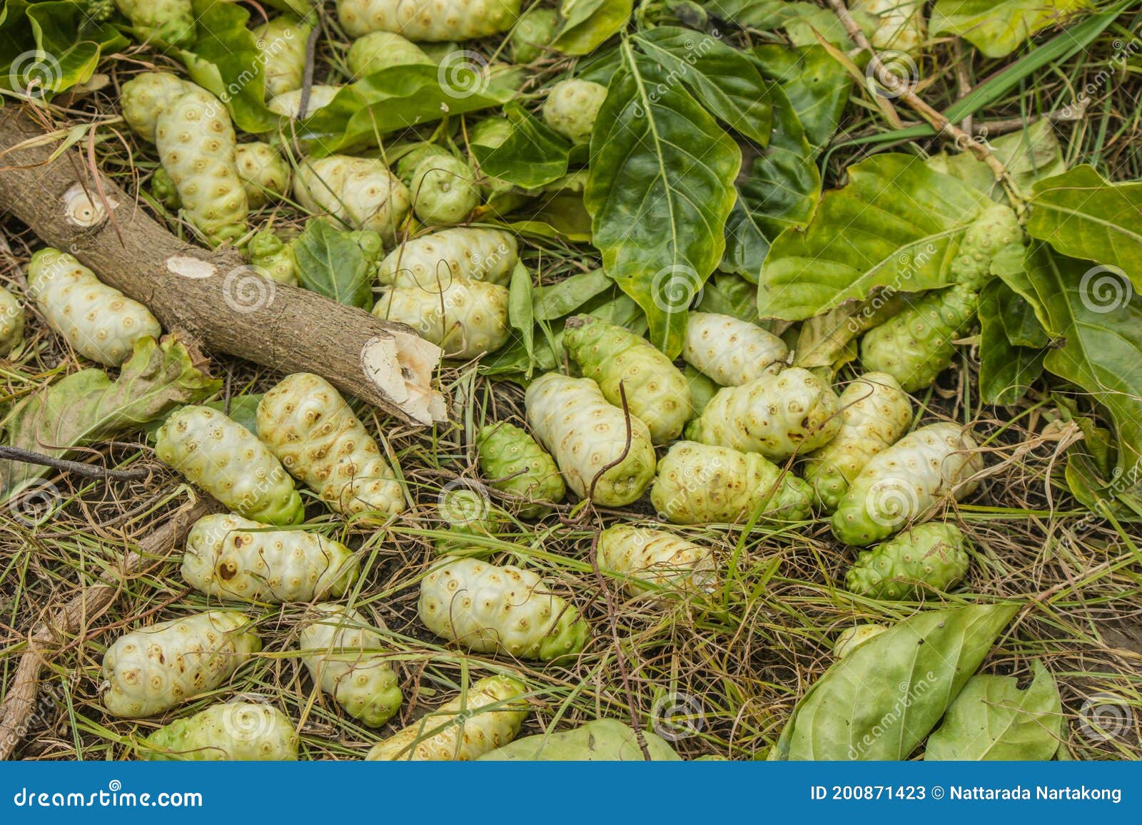 Noni stock image. Image of fresh, closeup, vitamin, medicine - 200871423