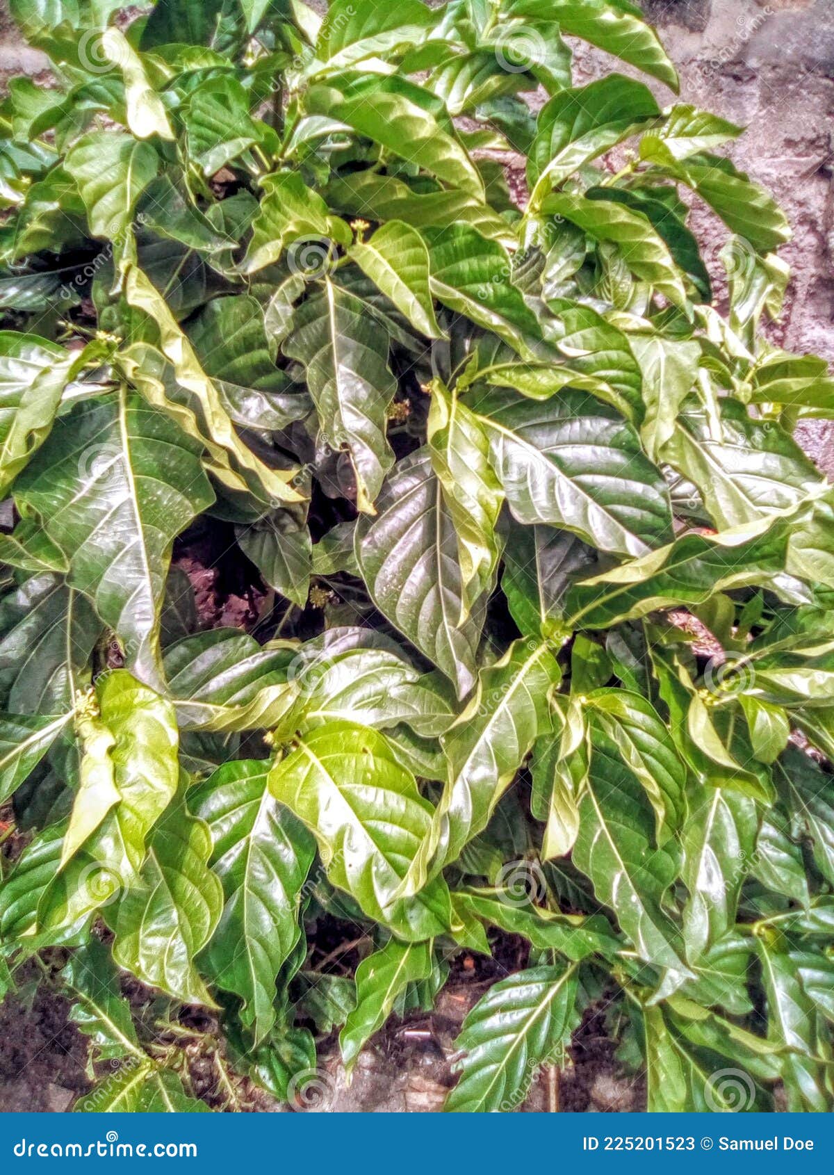 Noni plant image stock image. Image of deciduous, woodland - 225201523