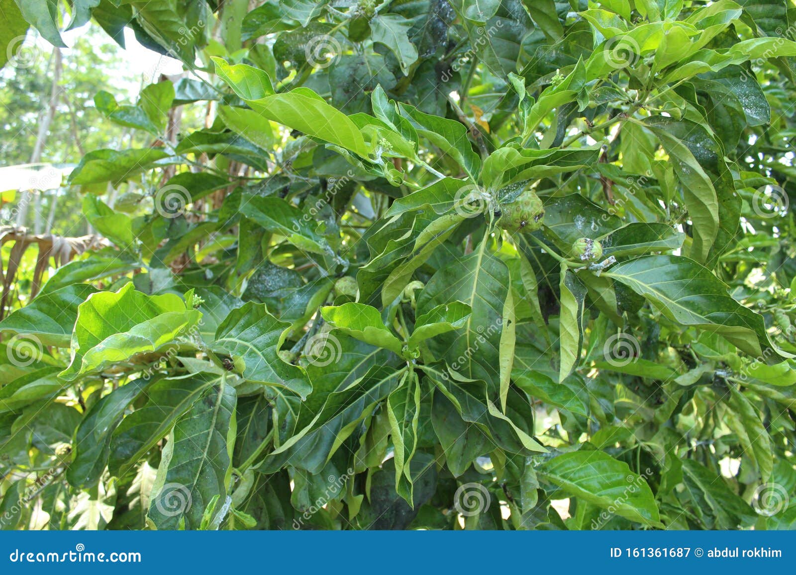 Noni tree stock image. Image of nature, medicine, tree - 161361687