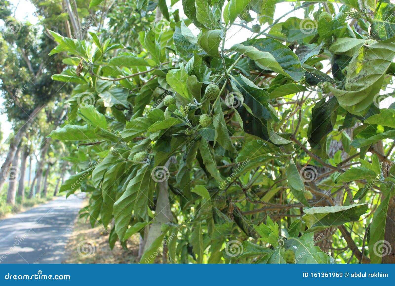 Noni tree stock image. Image of nature, garden, noni - 161361969