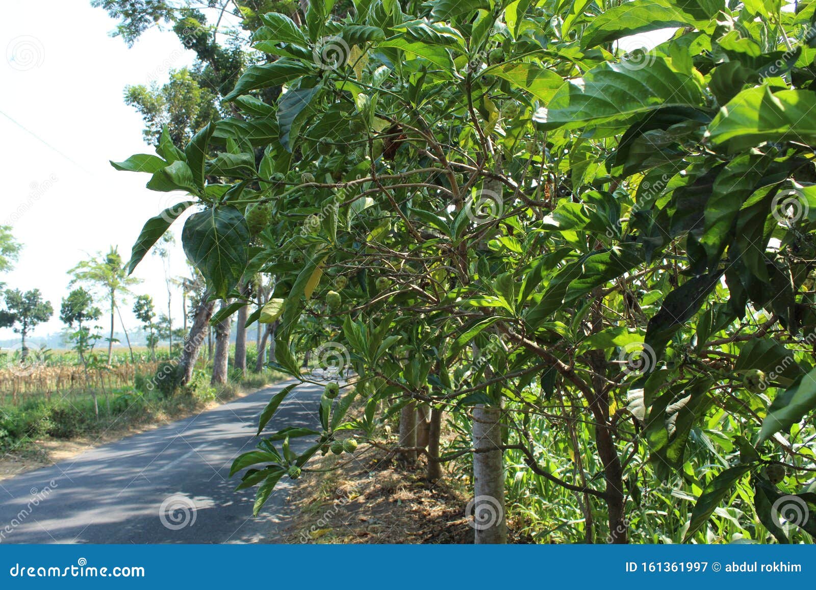 Noni tree stock image. Image of medicine, tree, garden - 161361997