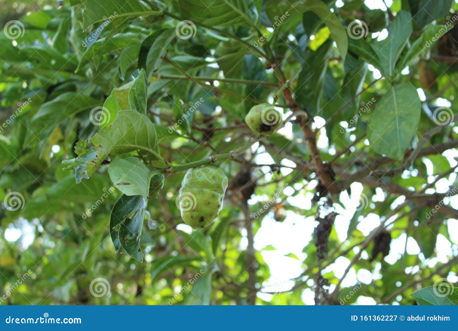 Noni tree stock image. Image of noni, garden, medicine - 161362227
