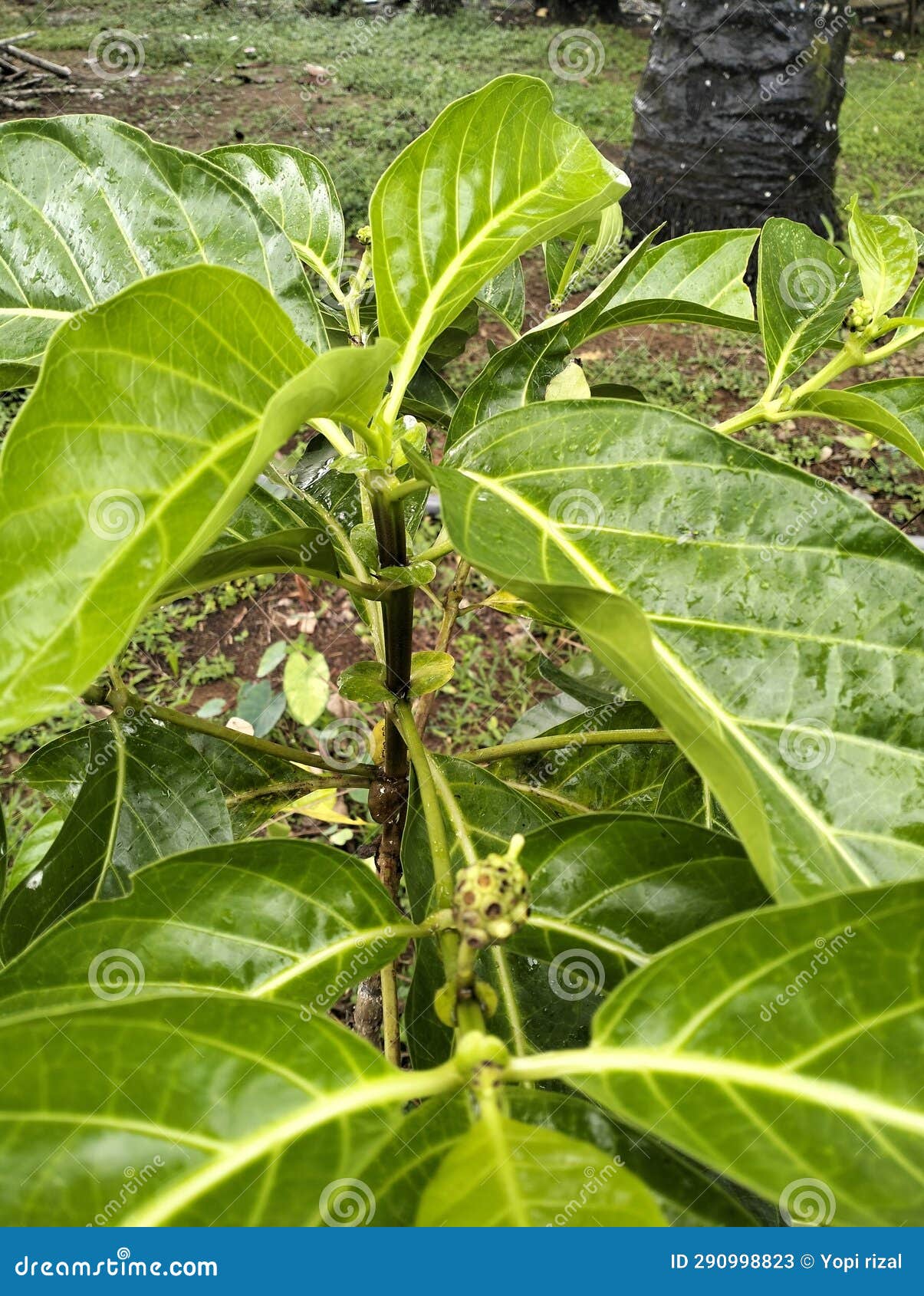 The Noni Tree is Still Small but Has Already Produced Fruit Stock Image ...