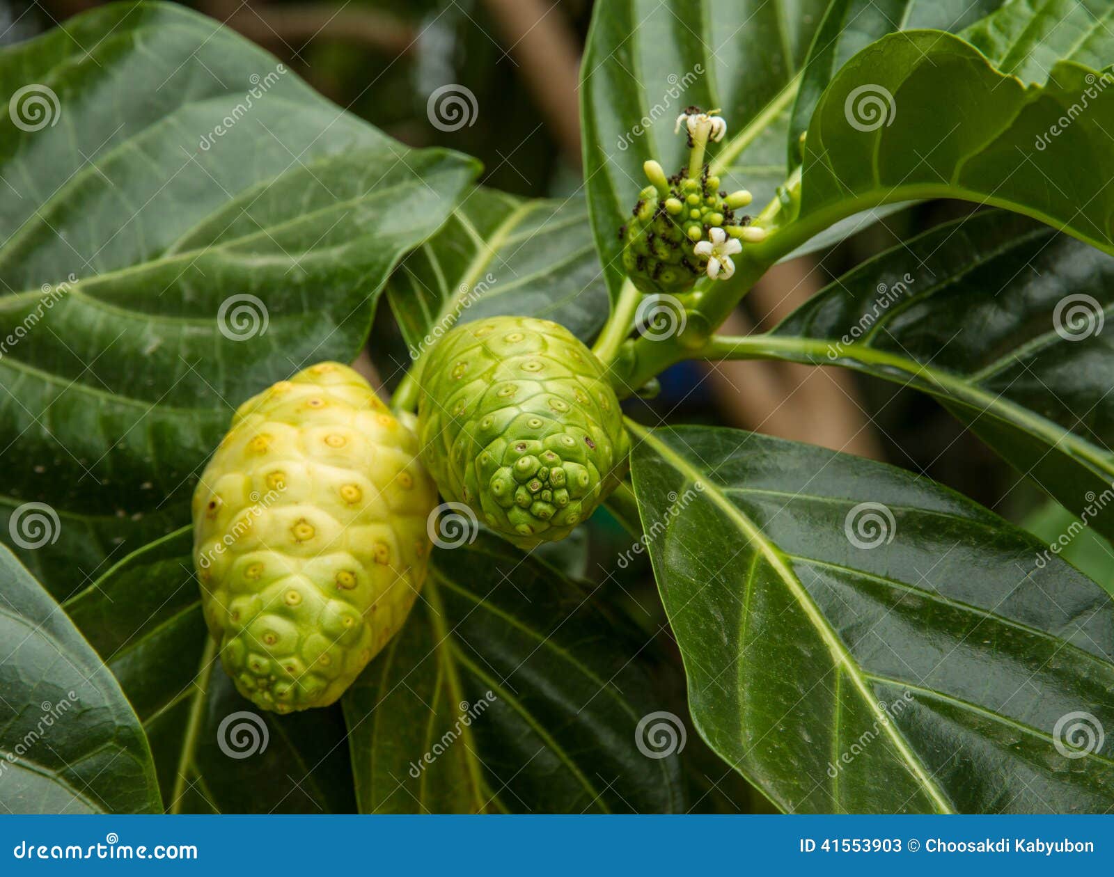 Noni stock image. Image of greenery, close, agriculture - 41553903