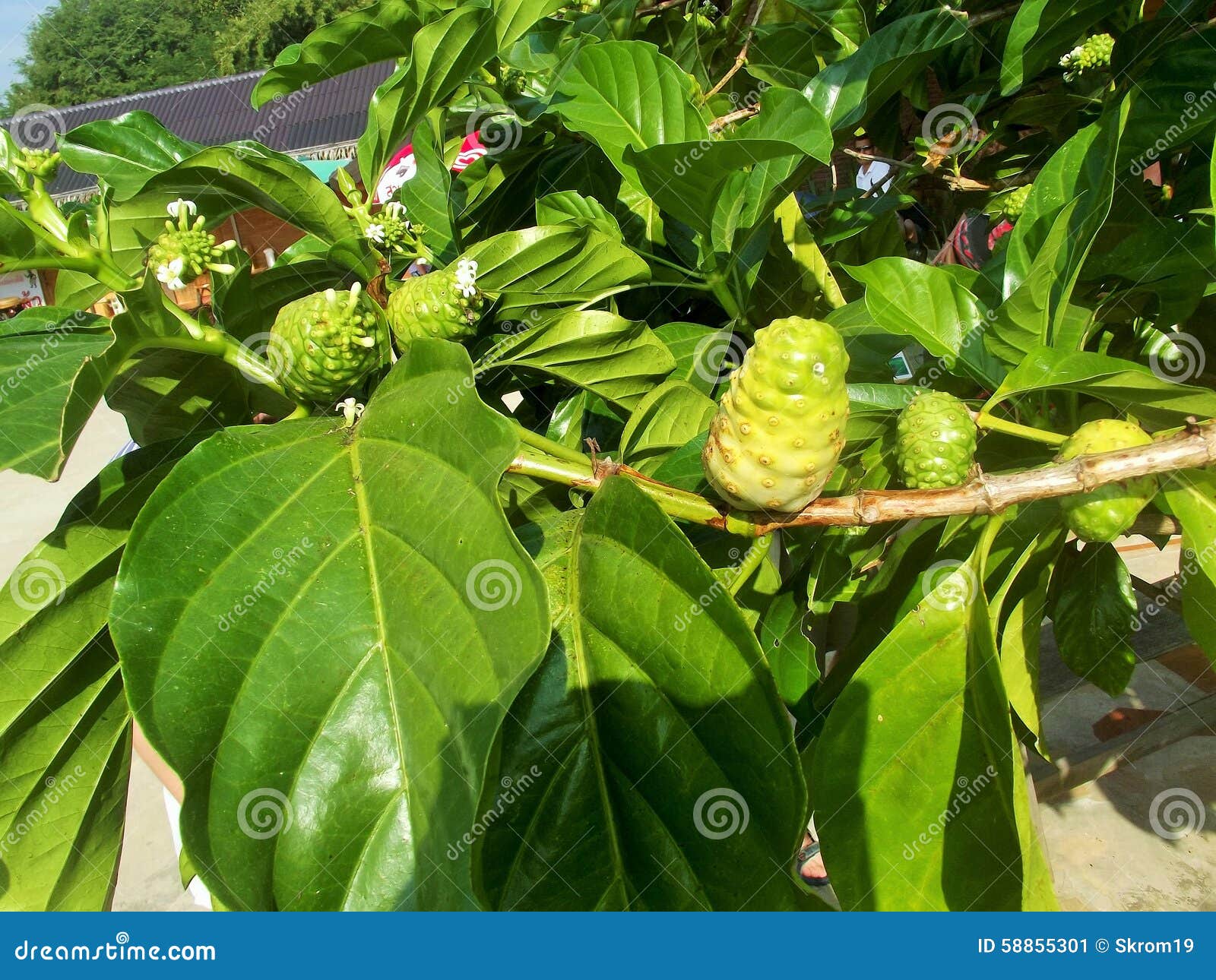 Noni stock image. Image of crop, trace, fruit, fruits - 58855301