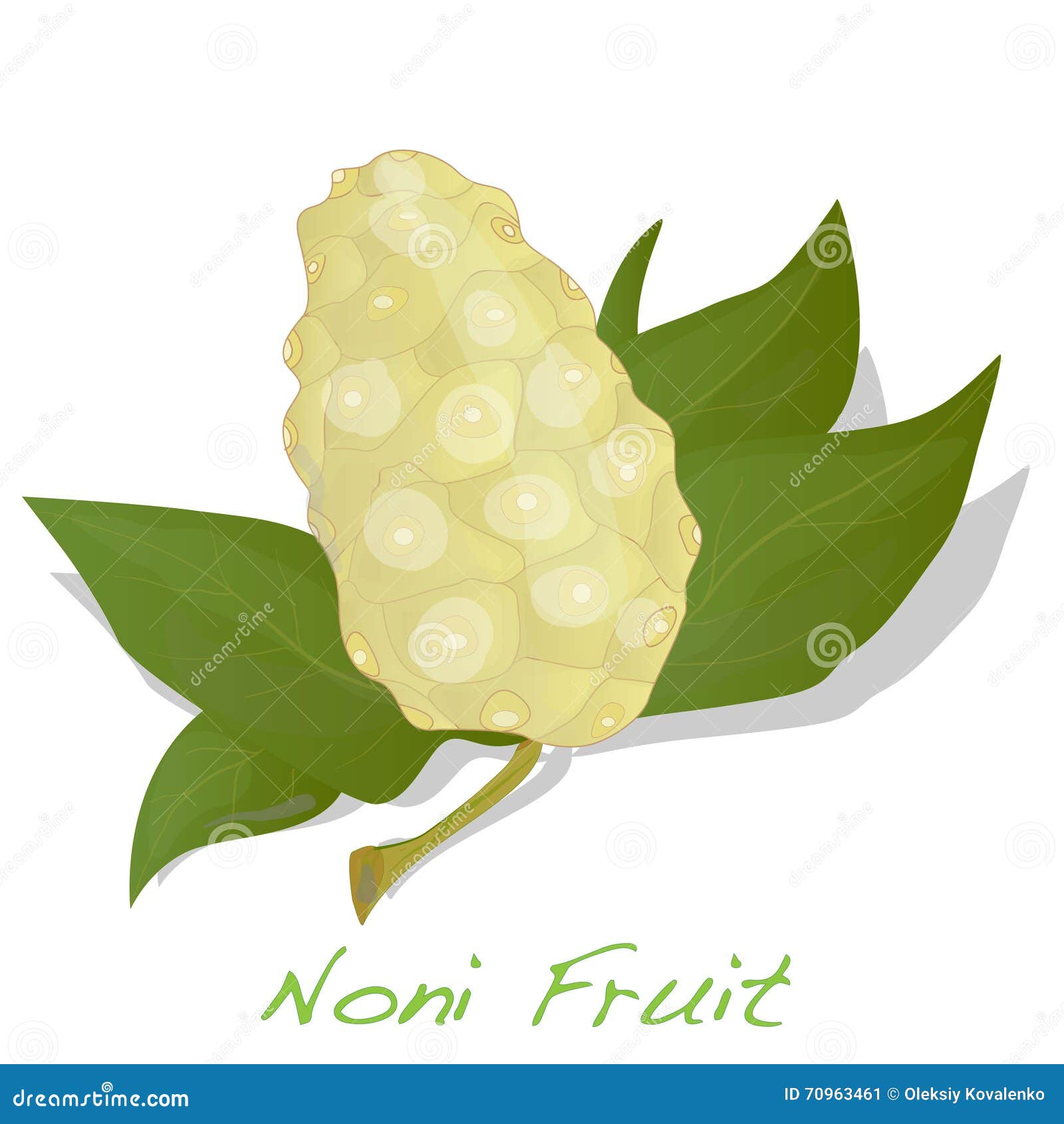 Noni vector isolated stock vector. Illustration of juice - 70963461