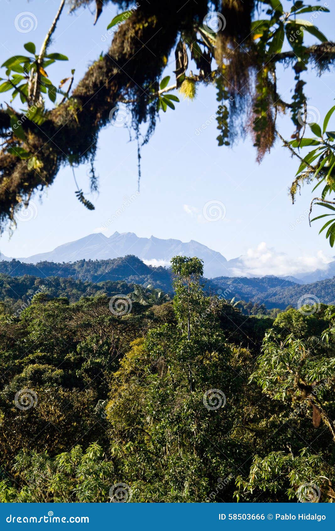 Nono, Ecuador cloud forest stock photo. Image of ecotourism - 58503666